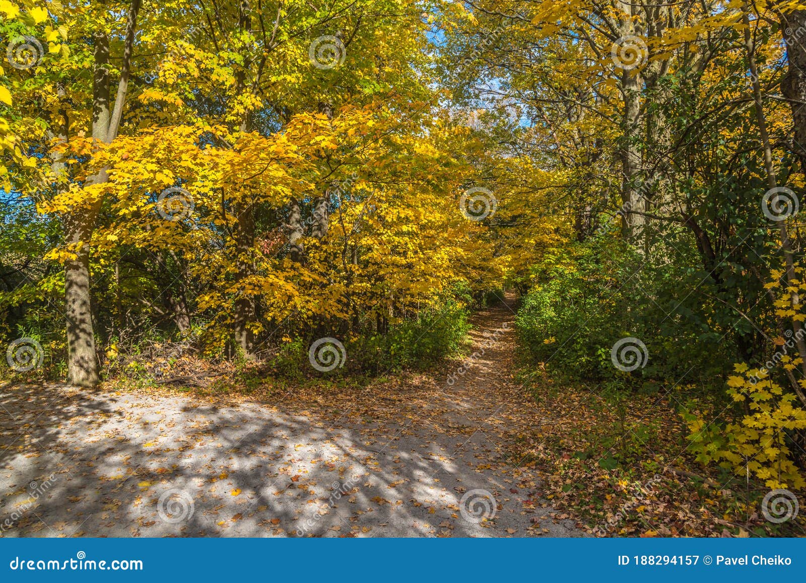 Fall time in park stock image. Image of foliage, woods - 188294157