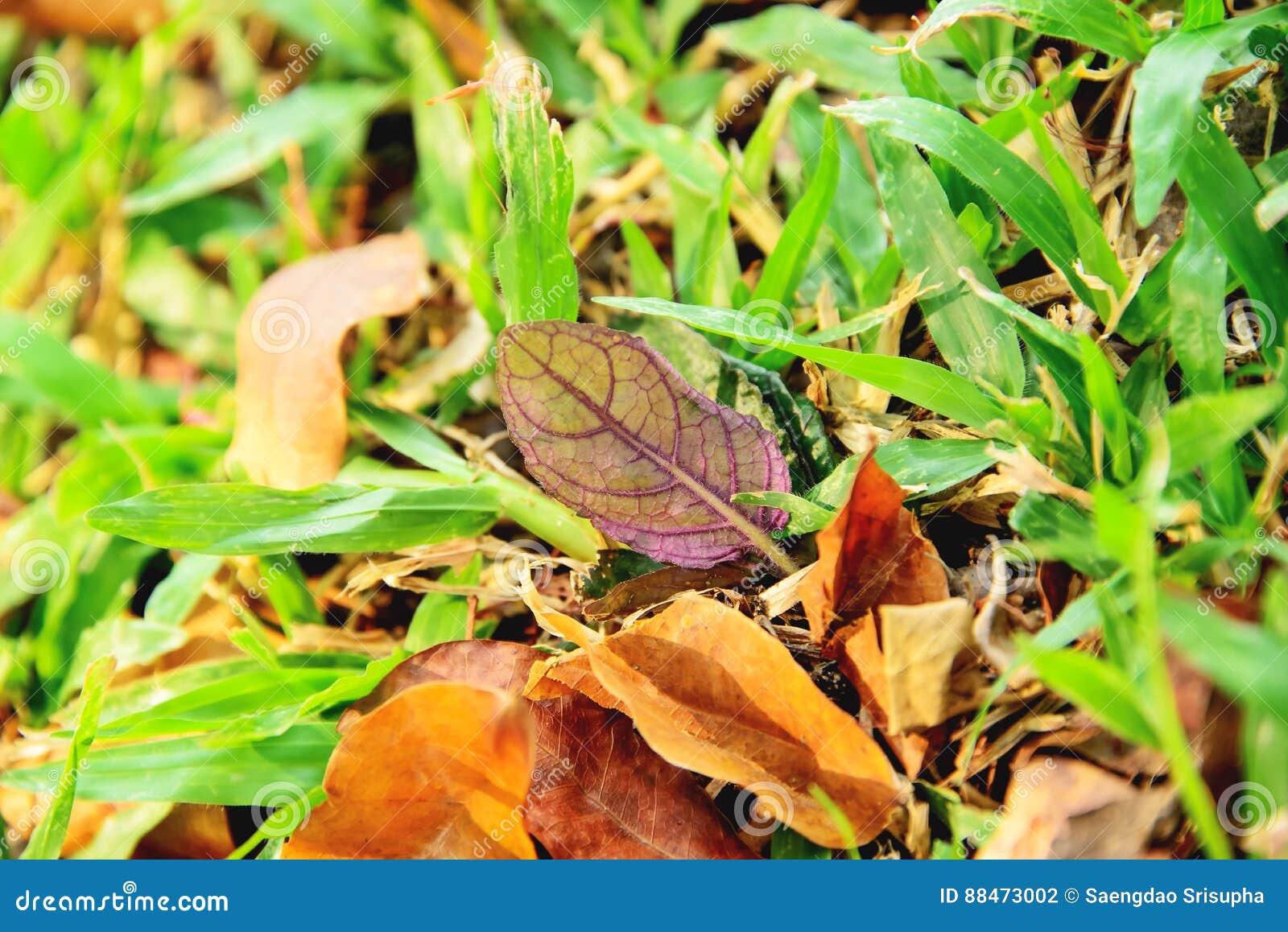 Fall to the ground stock photo. Image of november, design - 88473002