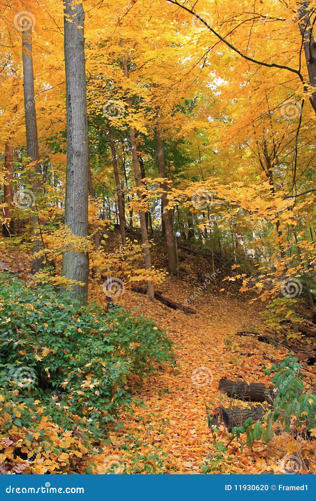 Fall Trail stock photo. Image of fall, hiking, national - 11930620