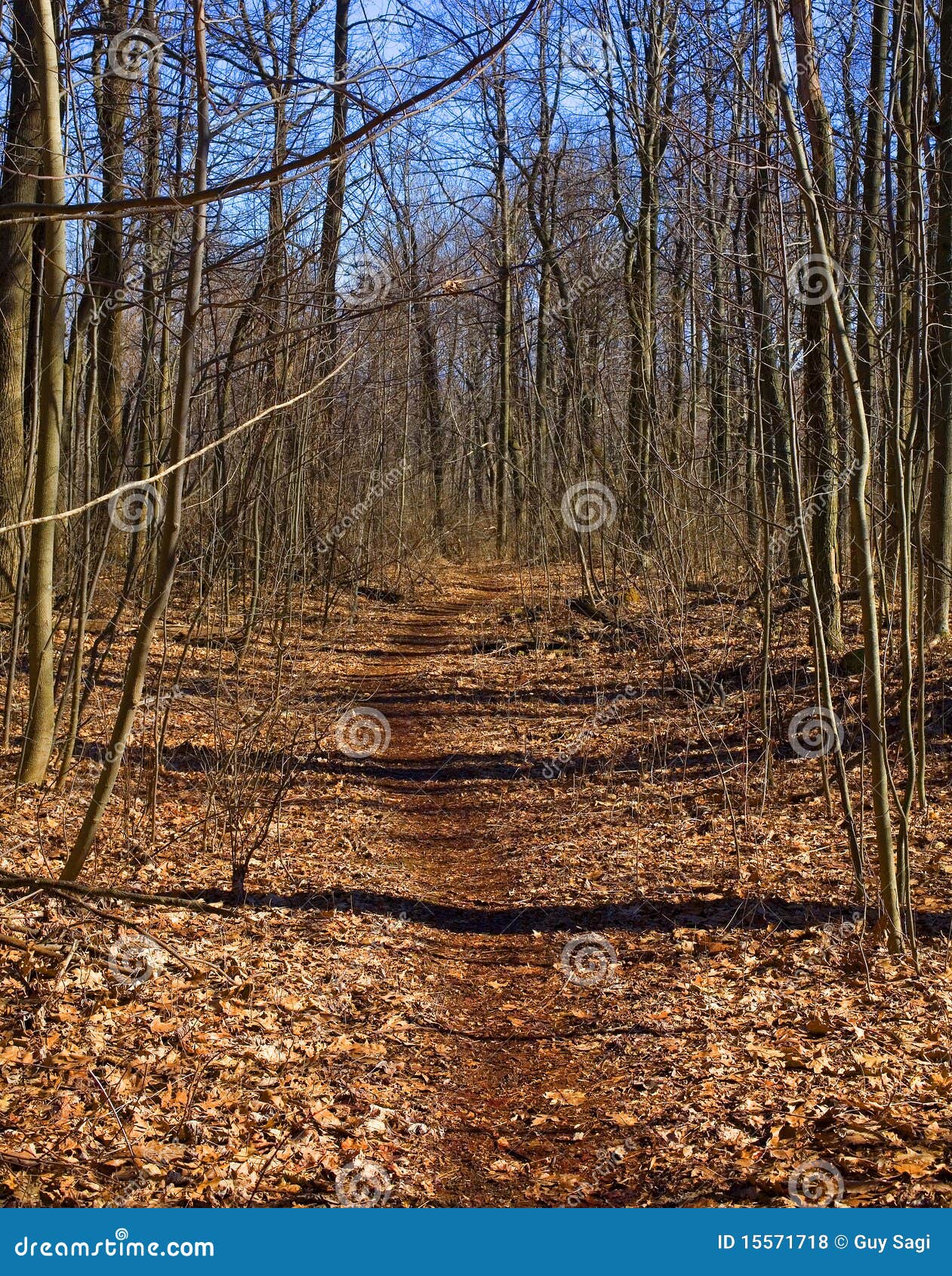 Fall trail stock photo. Image of virginia, appalachian - 15571718