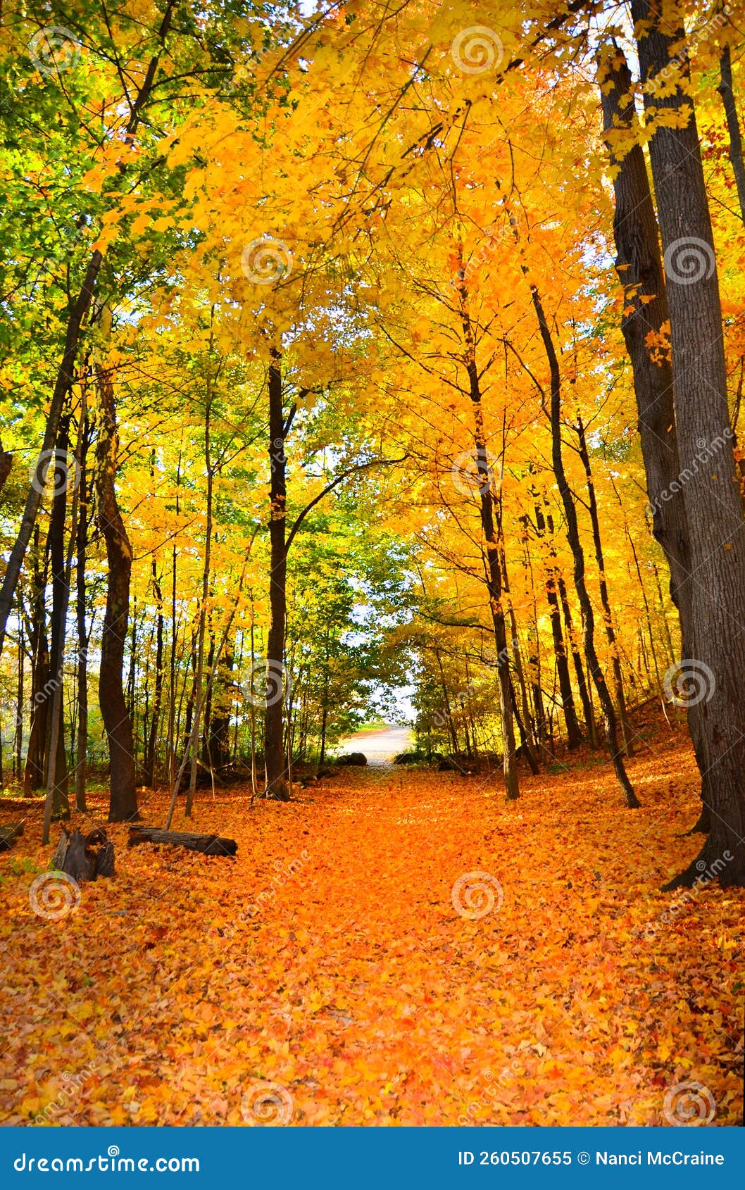 Colorful Fall Hiking Trail through Great Gully NYS FingerLakes Stock ...