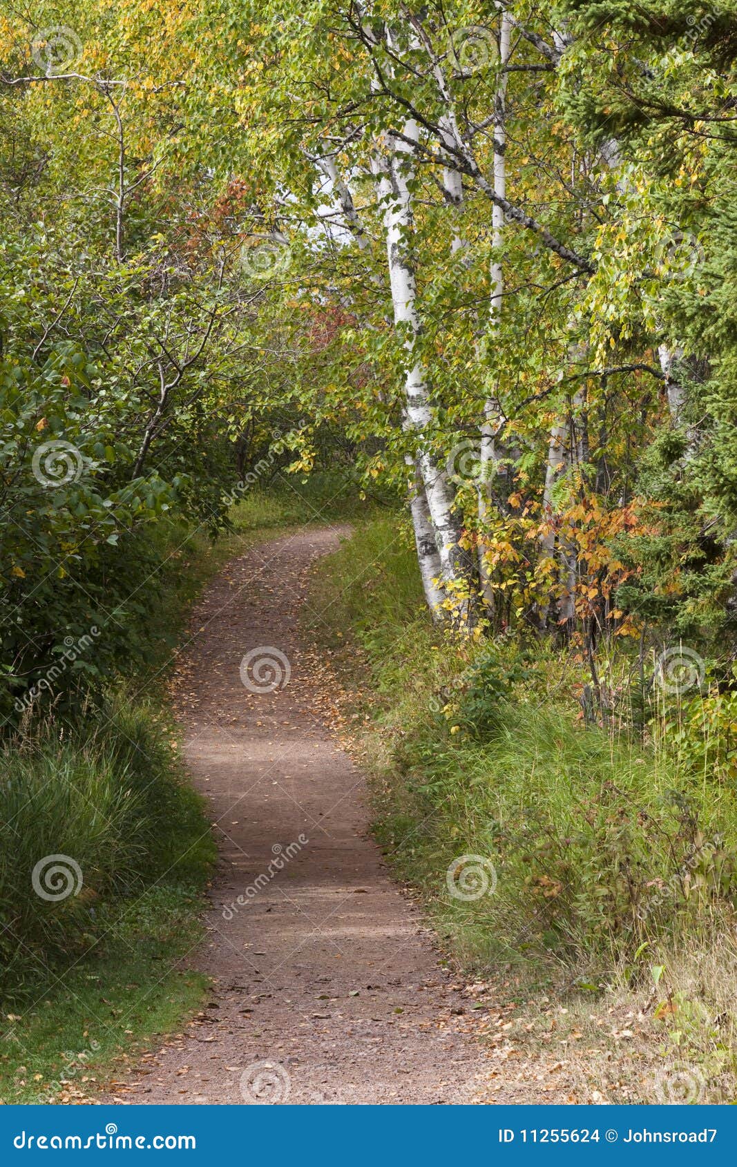 Fall Trail Scenic stock photo. Image of woods, leaves - 11255624