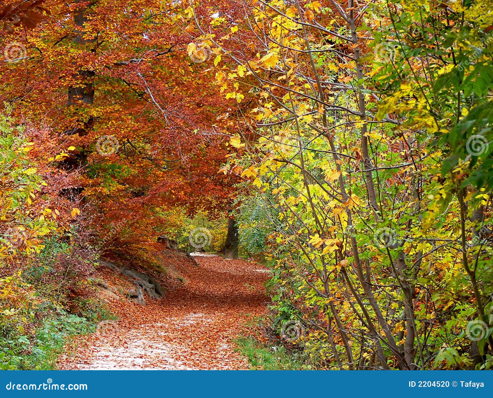 Fall Trail Scenic stock photo. Image of vacant, tranquil - 2204520
