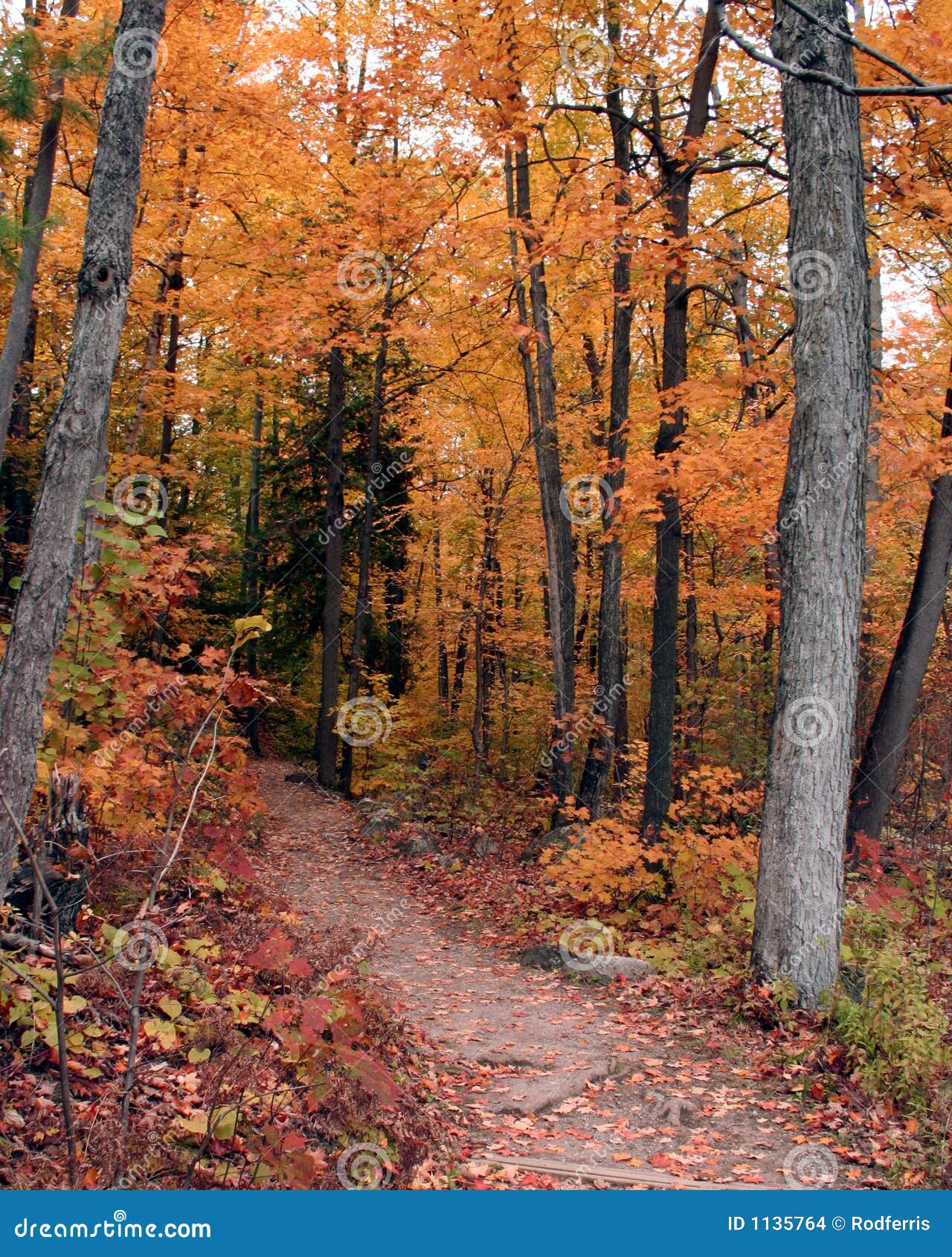 A fall trail walk stock photo. Image of colours, orange - 1135764