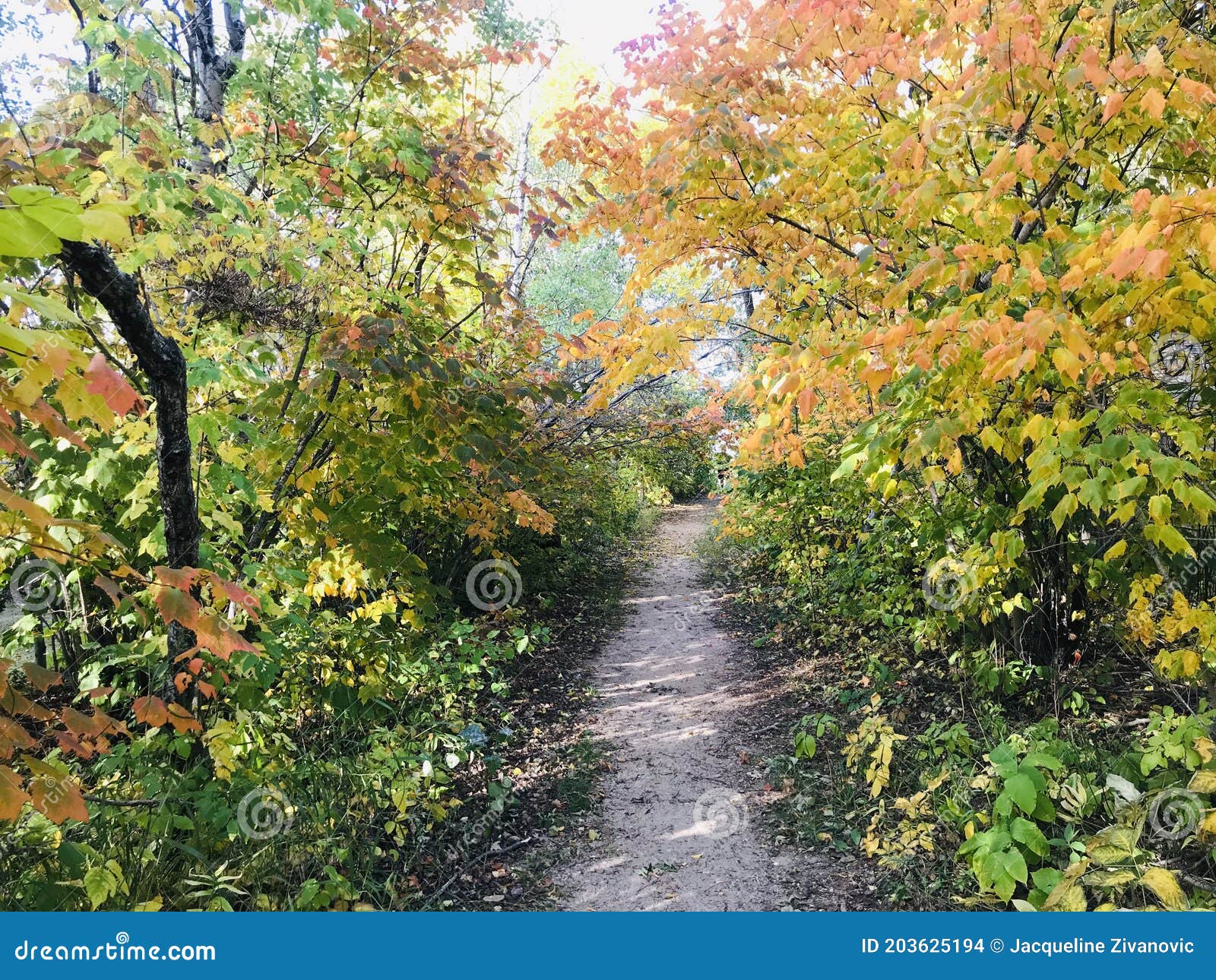 Fall trail walk stock photo. Image of walking, foliage - 203625194