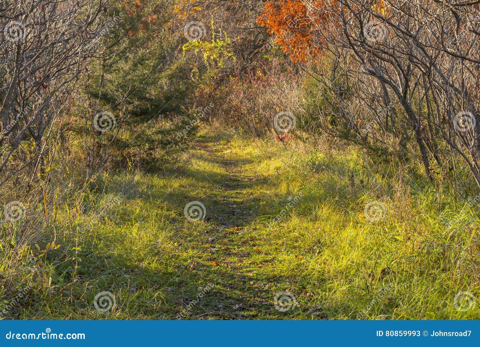 Fall Trail in Woods stock image. Image of country, minnesota - 80859993