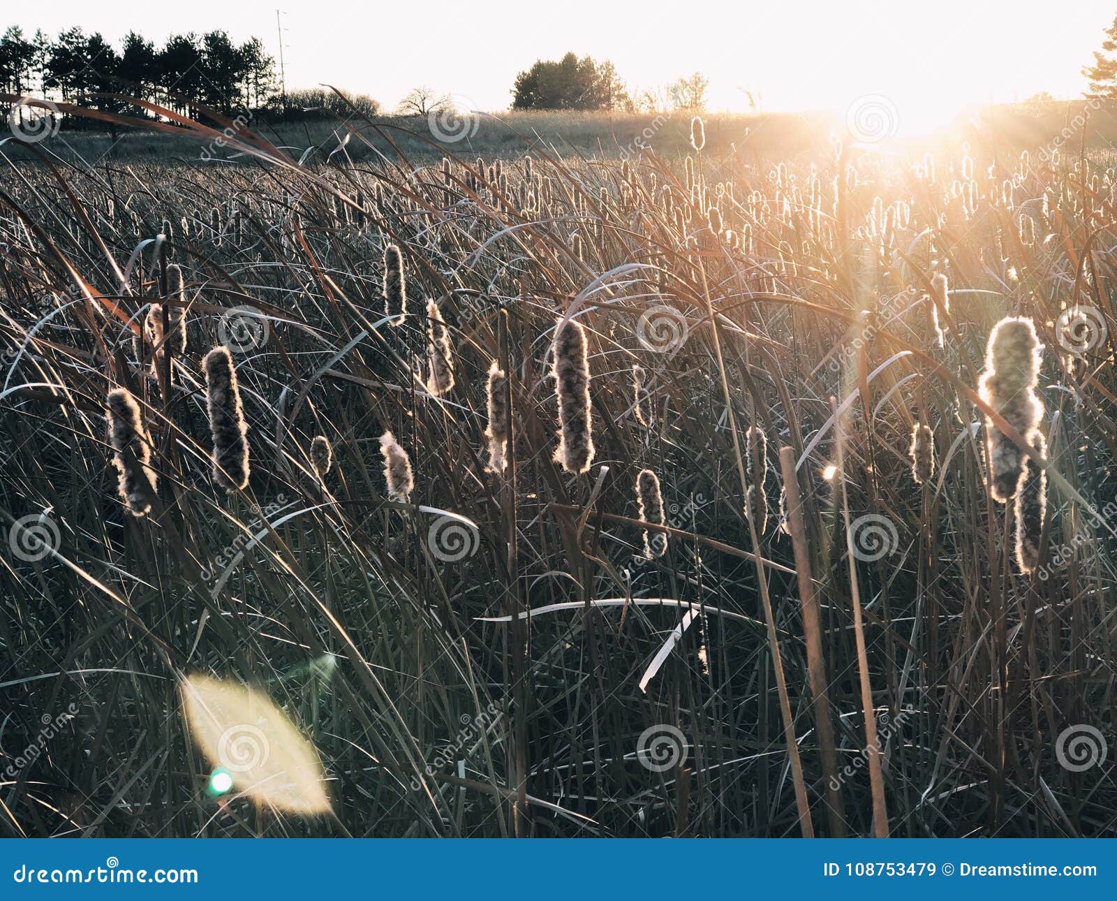 Fall stock image. Image of summer, sunset, fall, transition - 108753479