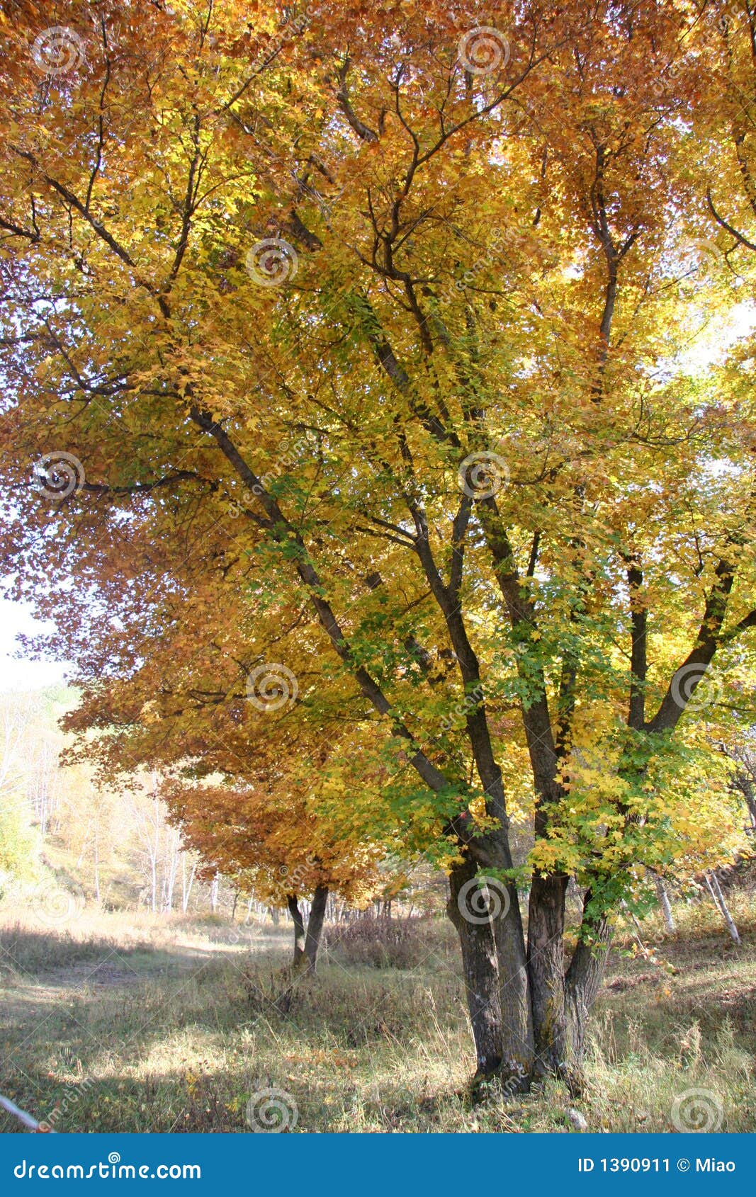 Fall Tree stock image. Image of seasonal, branches, september - 1390911