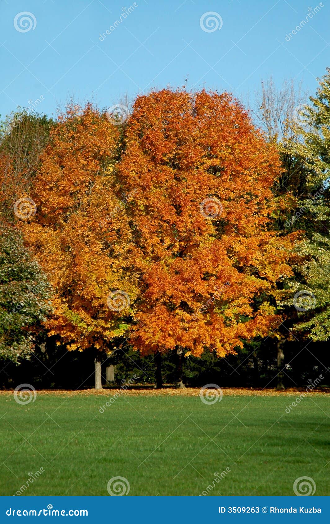Fall Tree stock image. Image of scene, colors, nature - 3509263