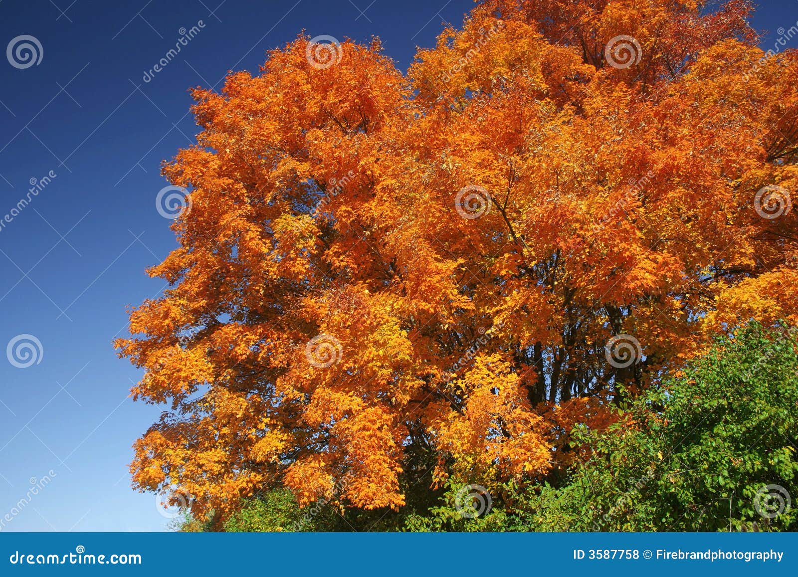Fall tree stock photo. Image of fall, autumn, scene, september - 3587758