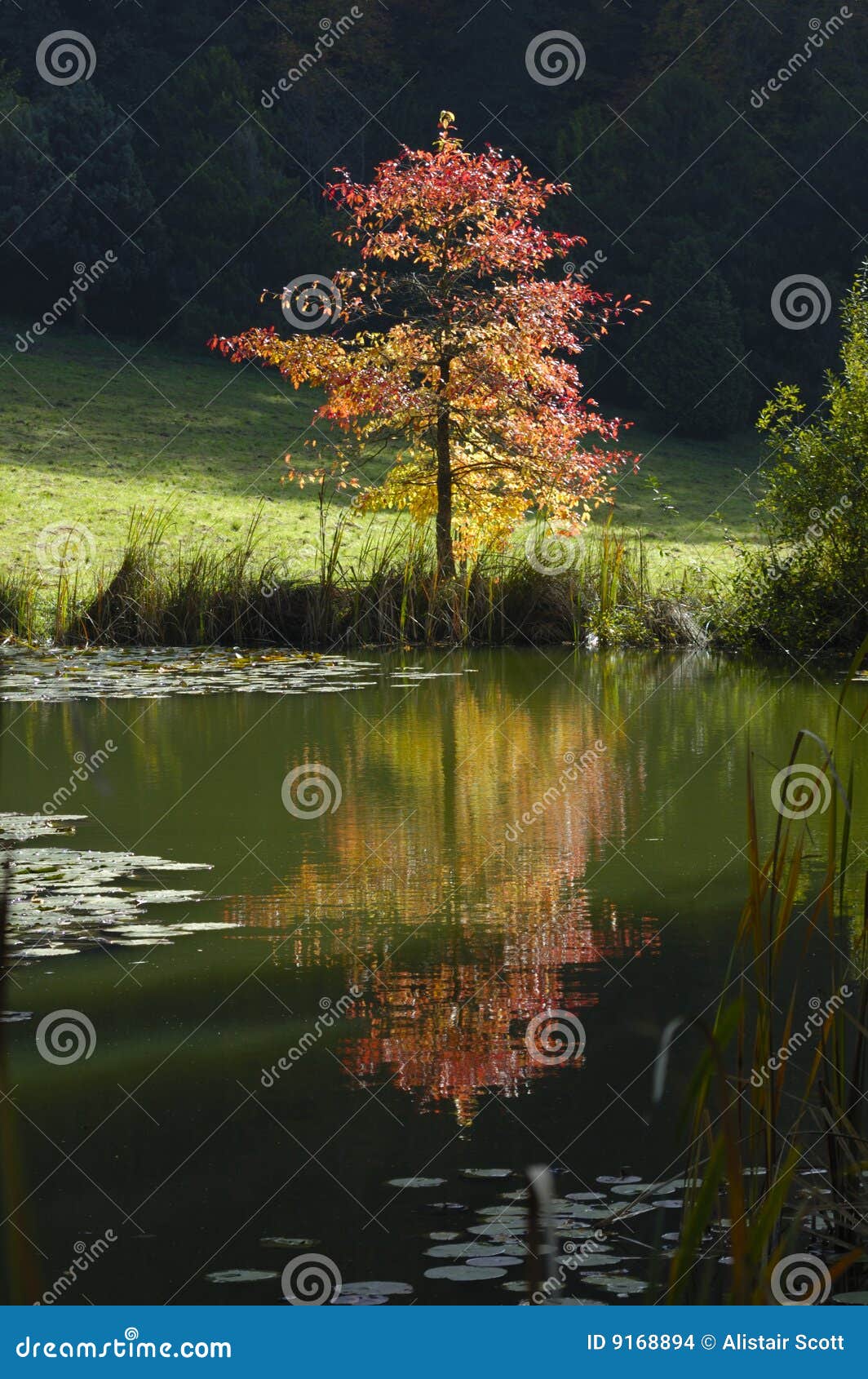 Fall Tree stock photo. Image of bush, november, mirror - 9168894