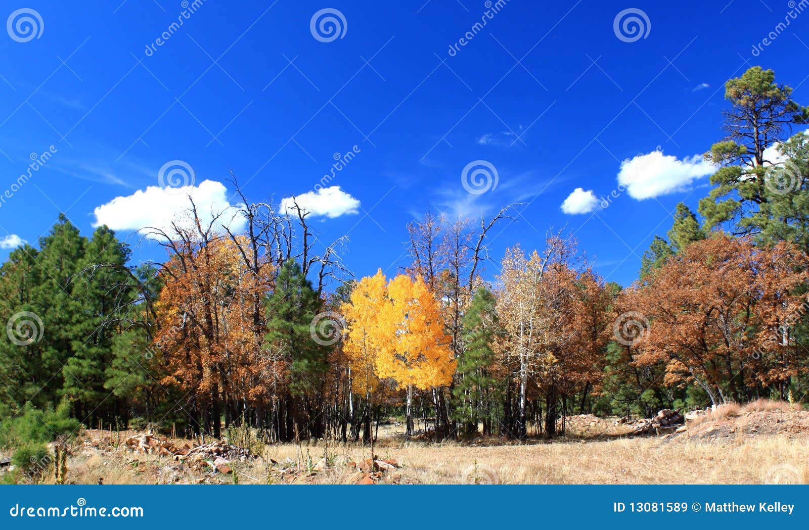 Fall tree Arizona stock image. Image of north, tree, arizona - 13081589