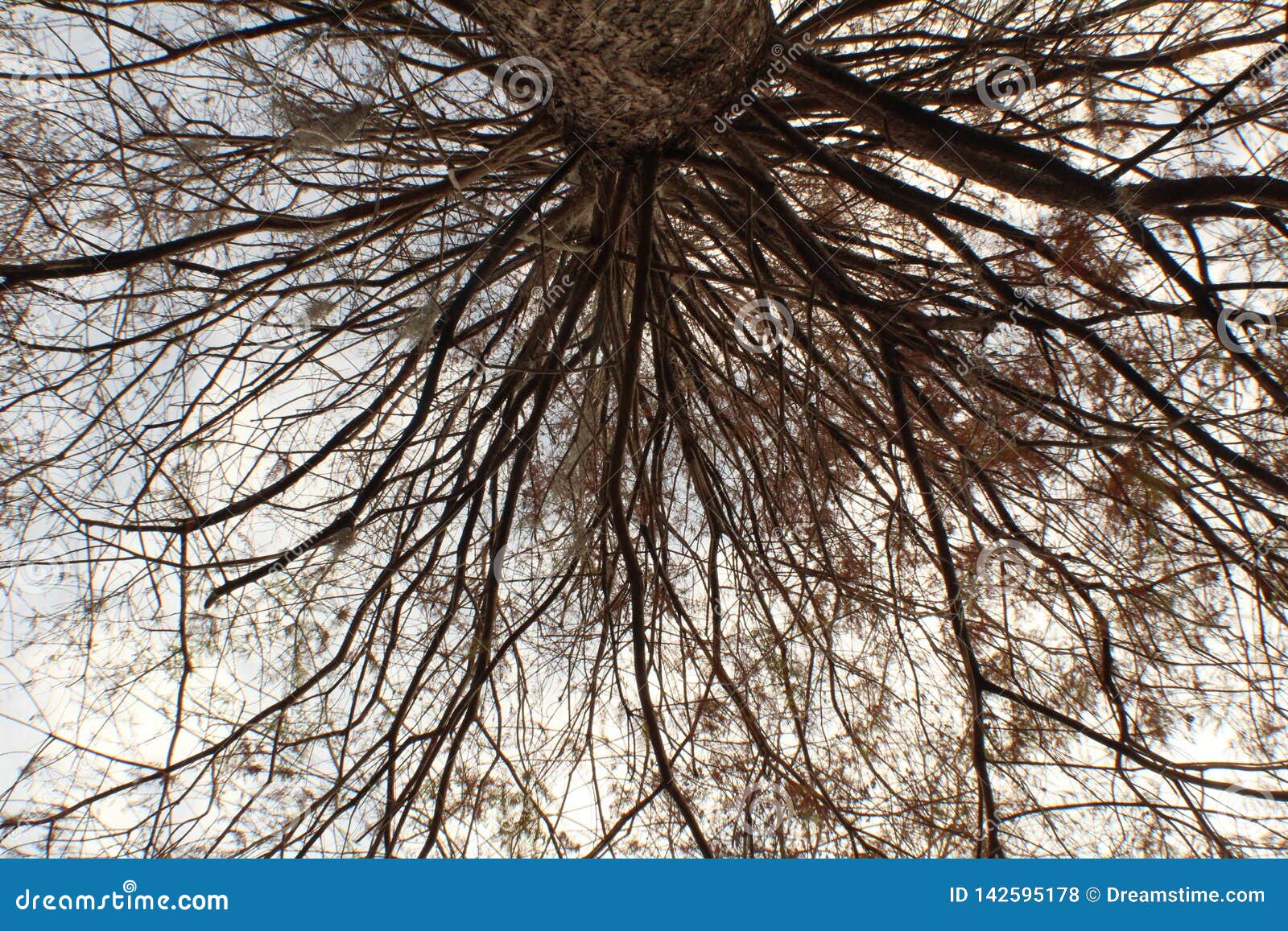 Tree from the base stock photo. Image of base, spring - 142595178