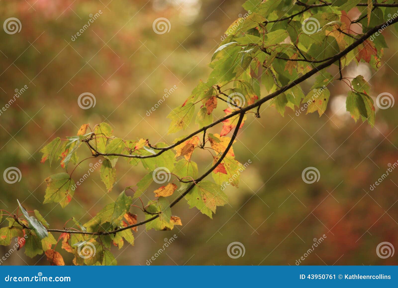 Fall tree branch stock image. Image of autumn, leaf, landscape - 43950761