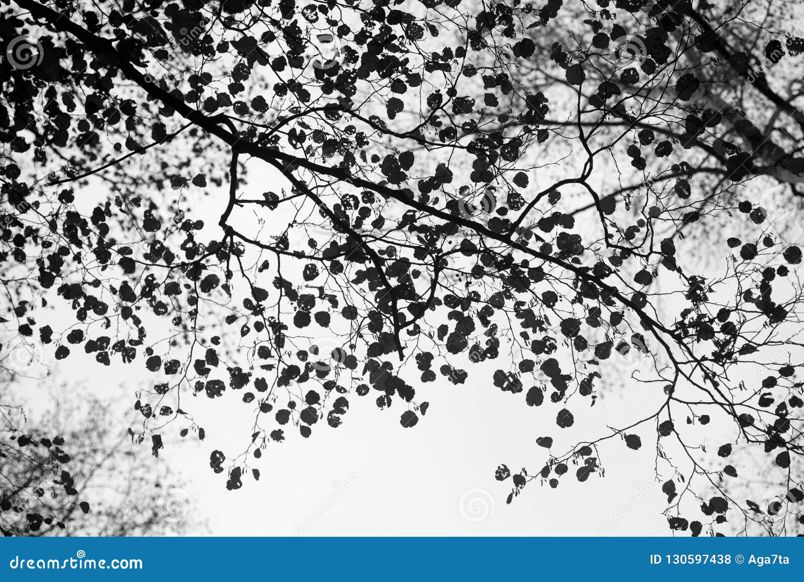 Fall Tree Branches on Sky Background Black and White Stock Photo ...