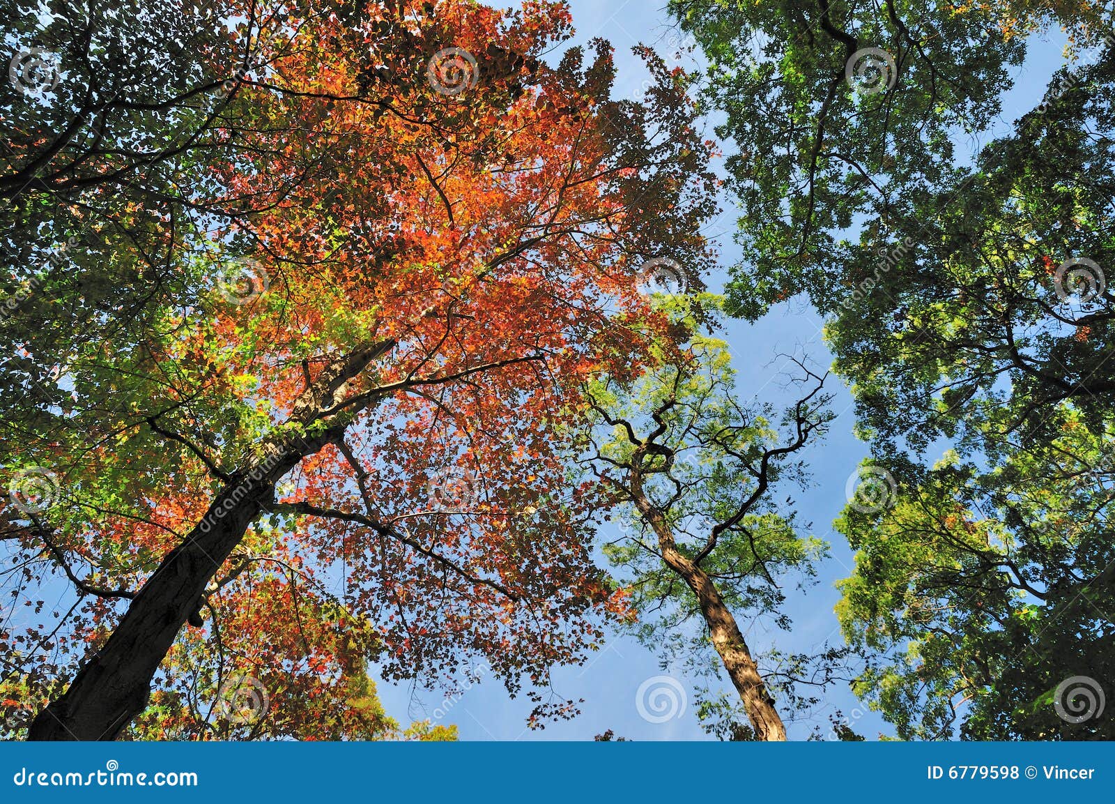 Fall Tree Canopy stock photo. Image of warm, park, fall - 6779598