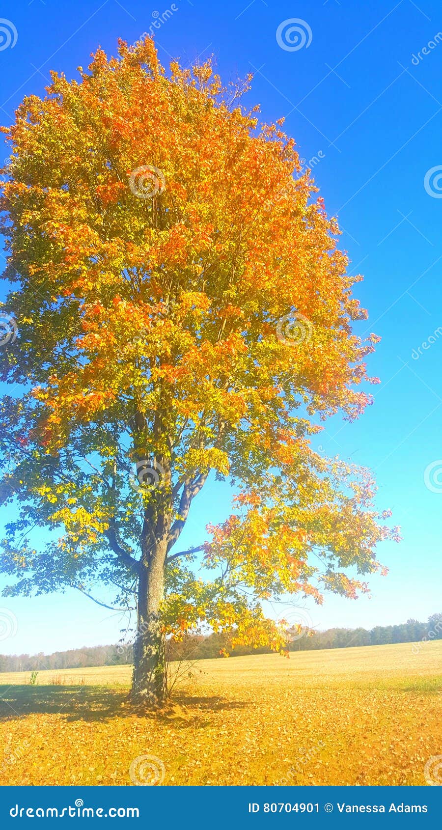 Fall tree stock image. Image of colors, season, nature - 80704901
