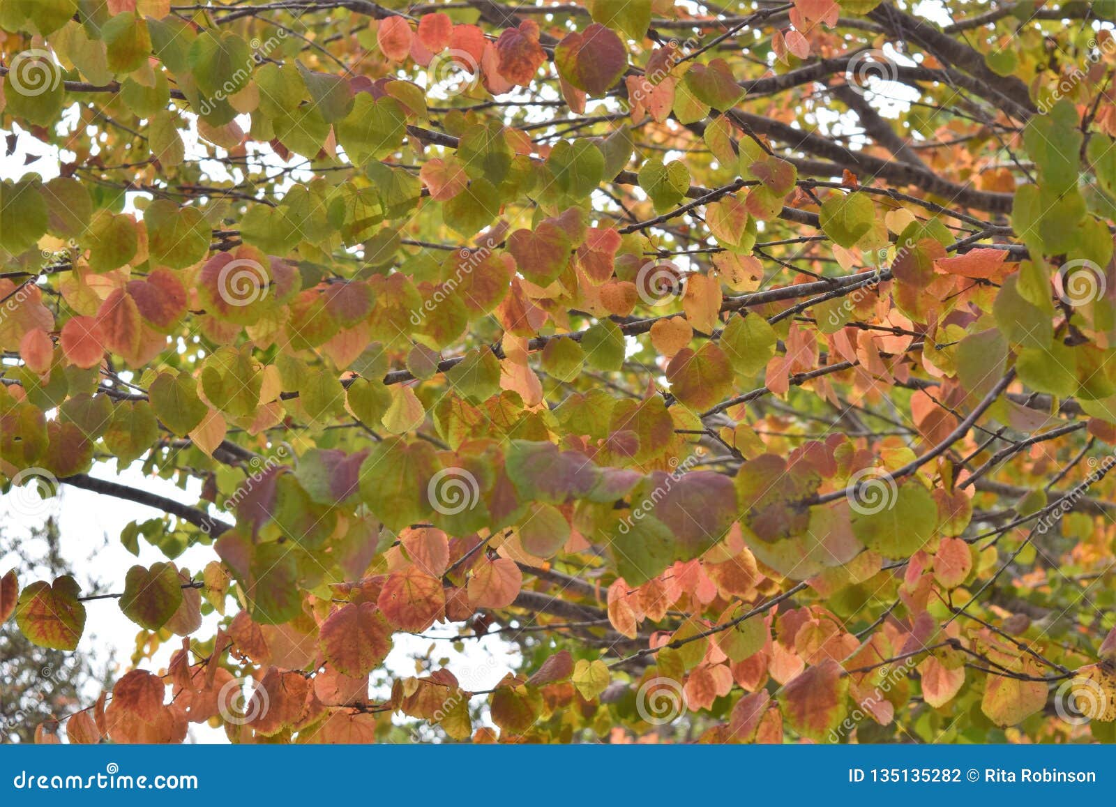 Fall Tree Colors stock photo. Image of equinox, ecosystem - 135135282
