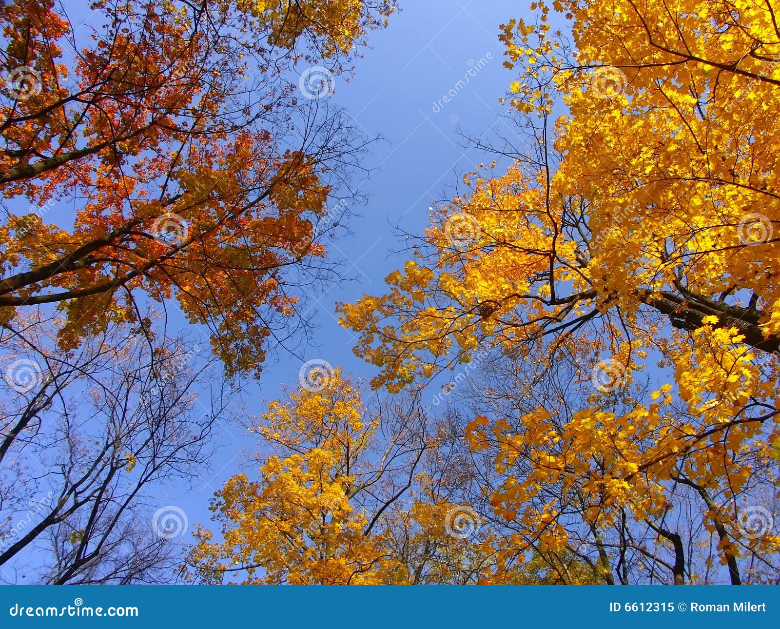 Fall tree crowns stock image. Image of crown, fall, close - 6612315