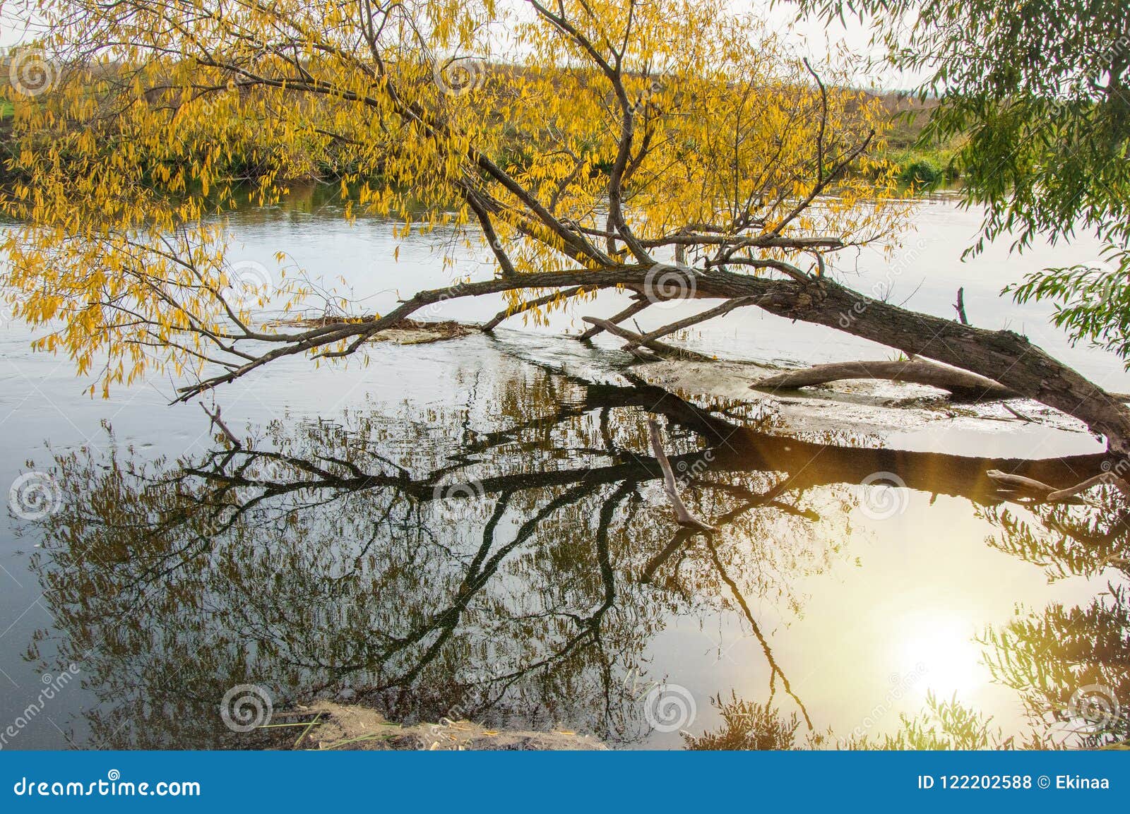 In the Fall of a Tree Fell in the Storm Water. Forcible Violation of ...