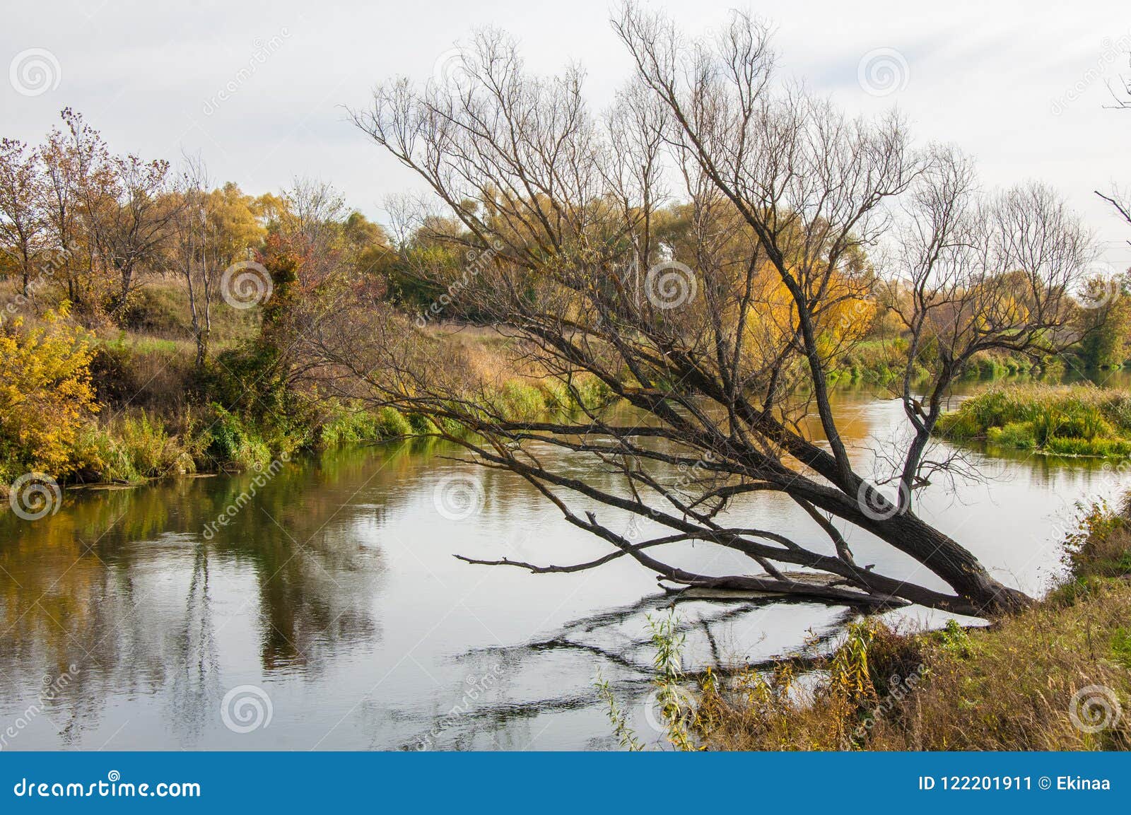 In the Fall of a Tree Fell in the Storm Water. Forcible Violation of ...