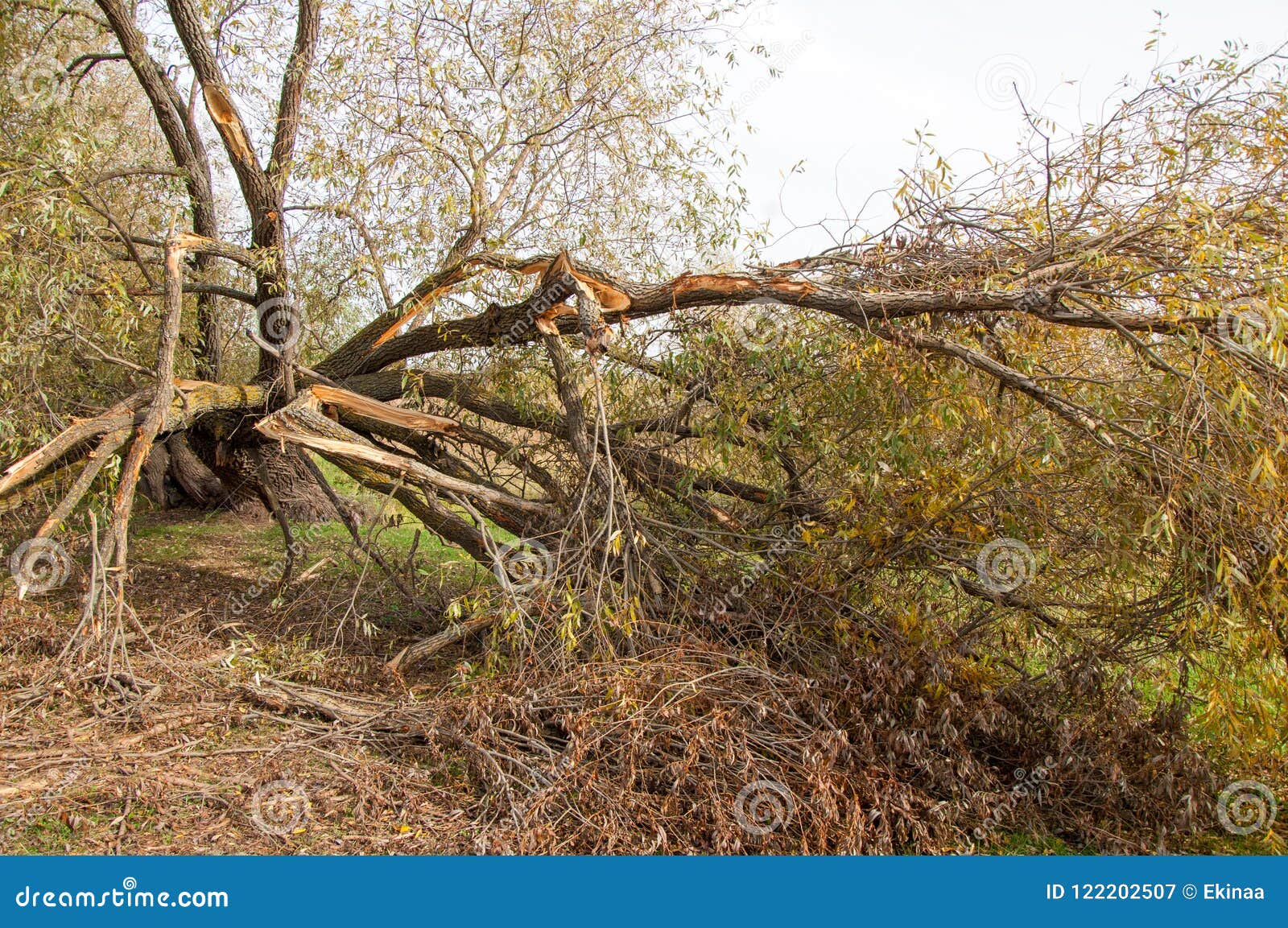 In the Fall of a Tree Fell in the Storm Water. Forcible Violation of ...