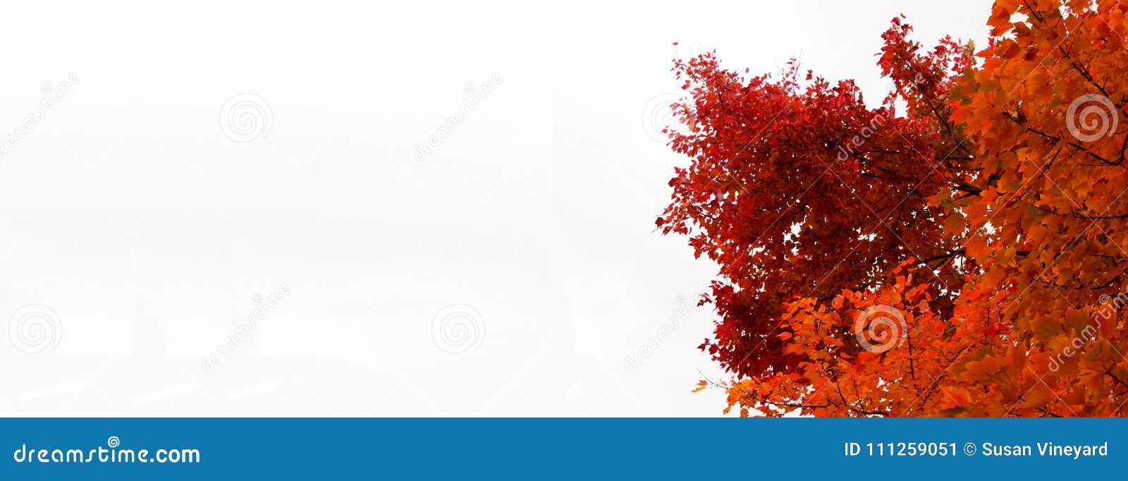 Fall Tree Header - Intensely Colored Orange and Red Leaves Stock Image ...