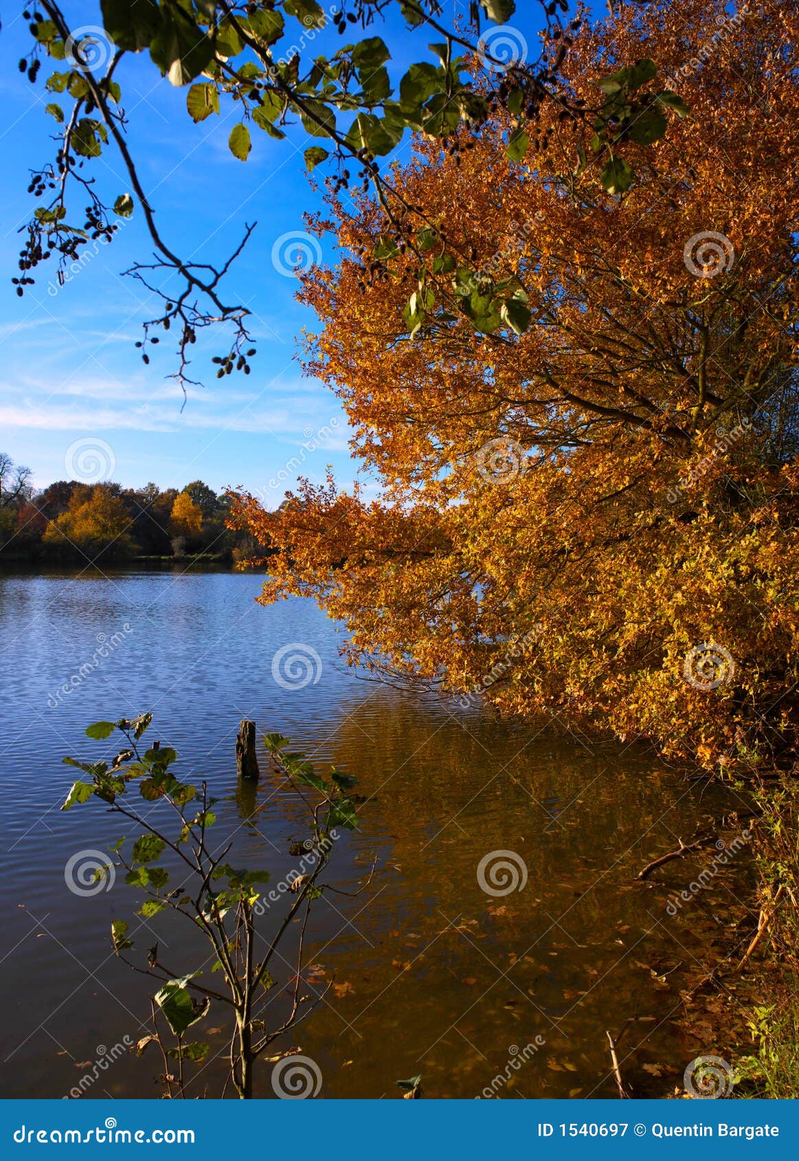 Fall tree by the lake stock image. Image of blue, yellow - 1540697