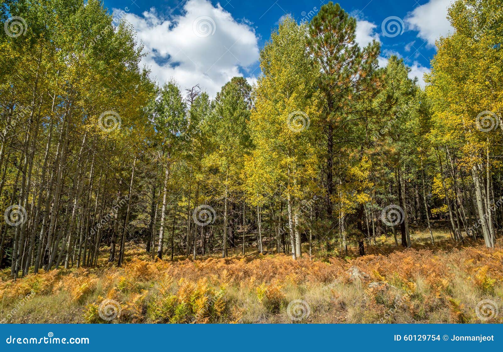 Fall tree landscapes stock photo. Image of ground, family - 60129754
