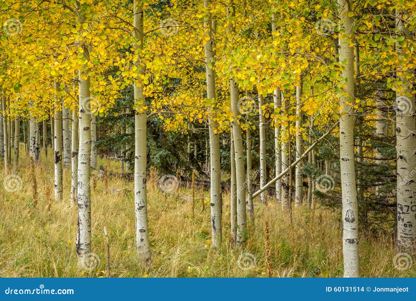 Fall tree landscapes stock photo. Image of arizona, ground - 60131514