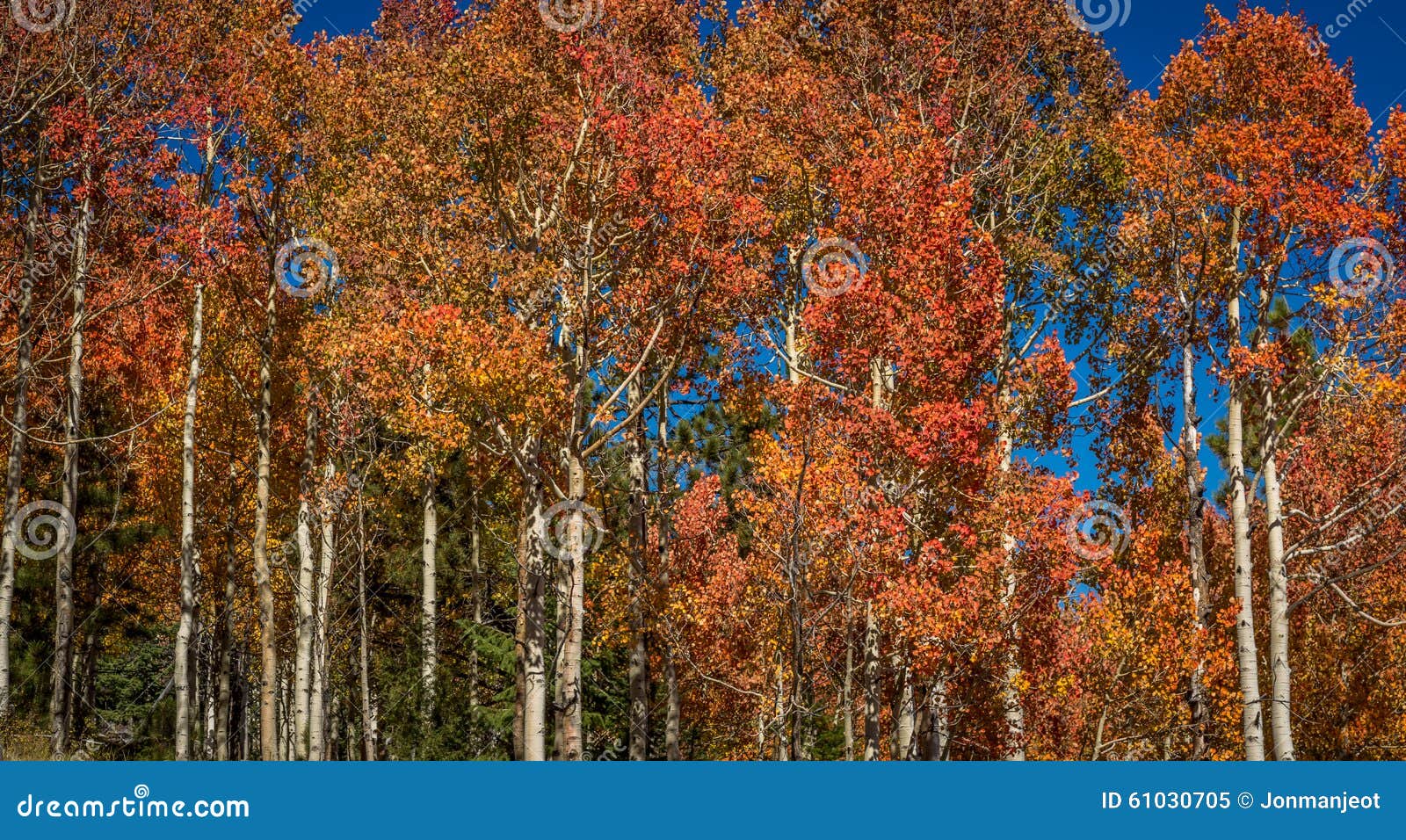 Fall tree landscapes stock image. Image of change, national - 61030705