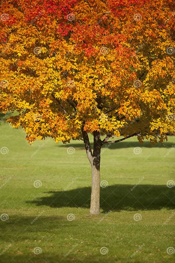 Fall Tree stock image. Image of green, maple, nature - 34709293