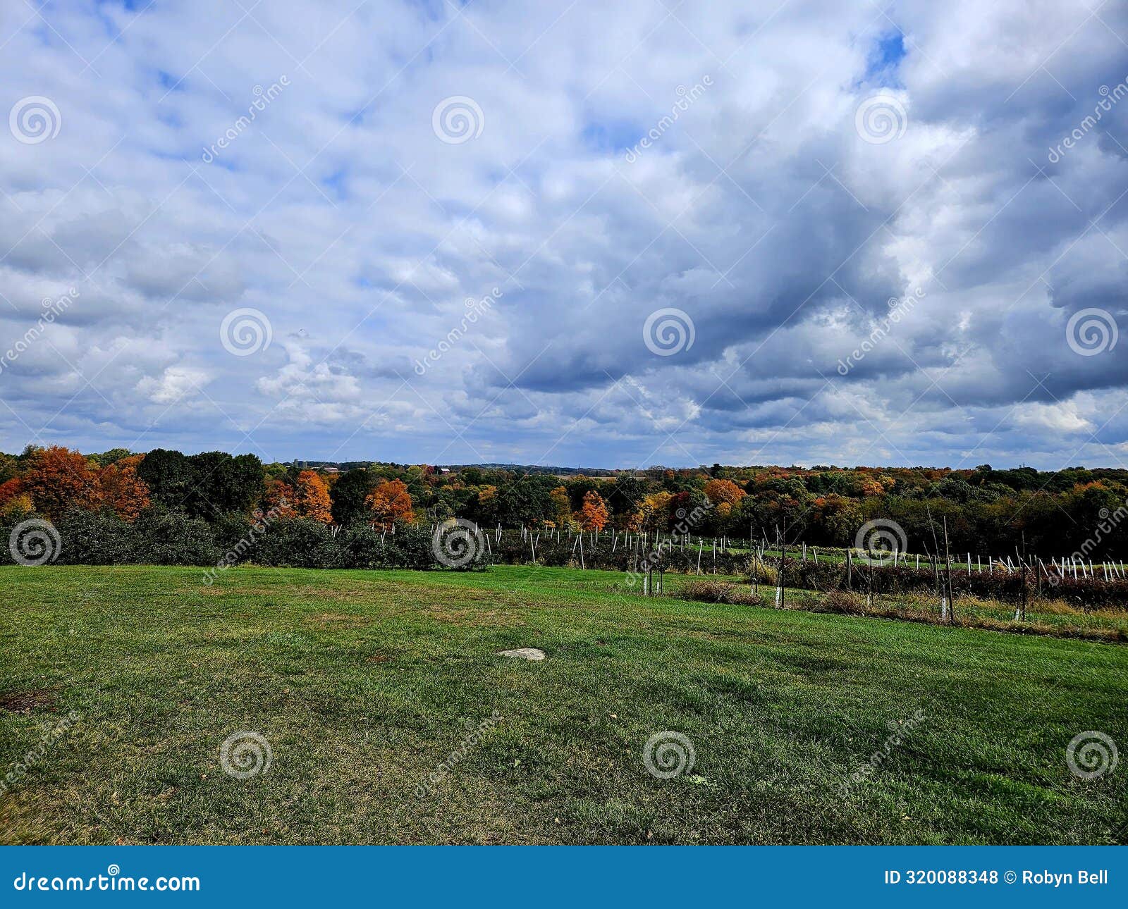 Fall tree line stock photo. Image of tree, fall, line - 320088348