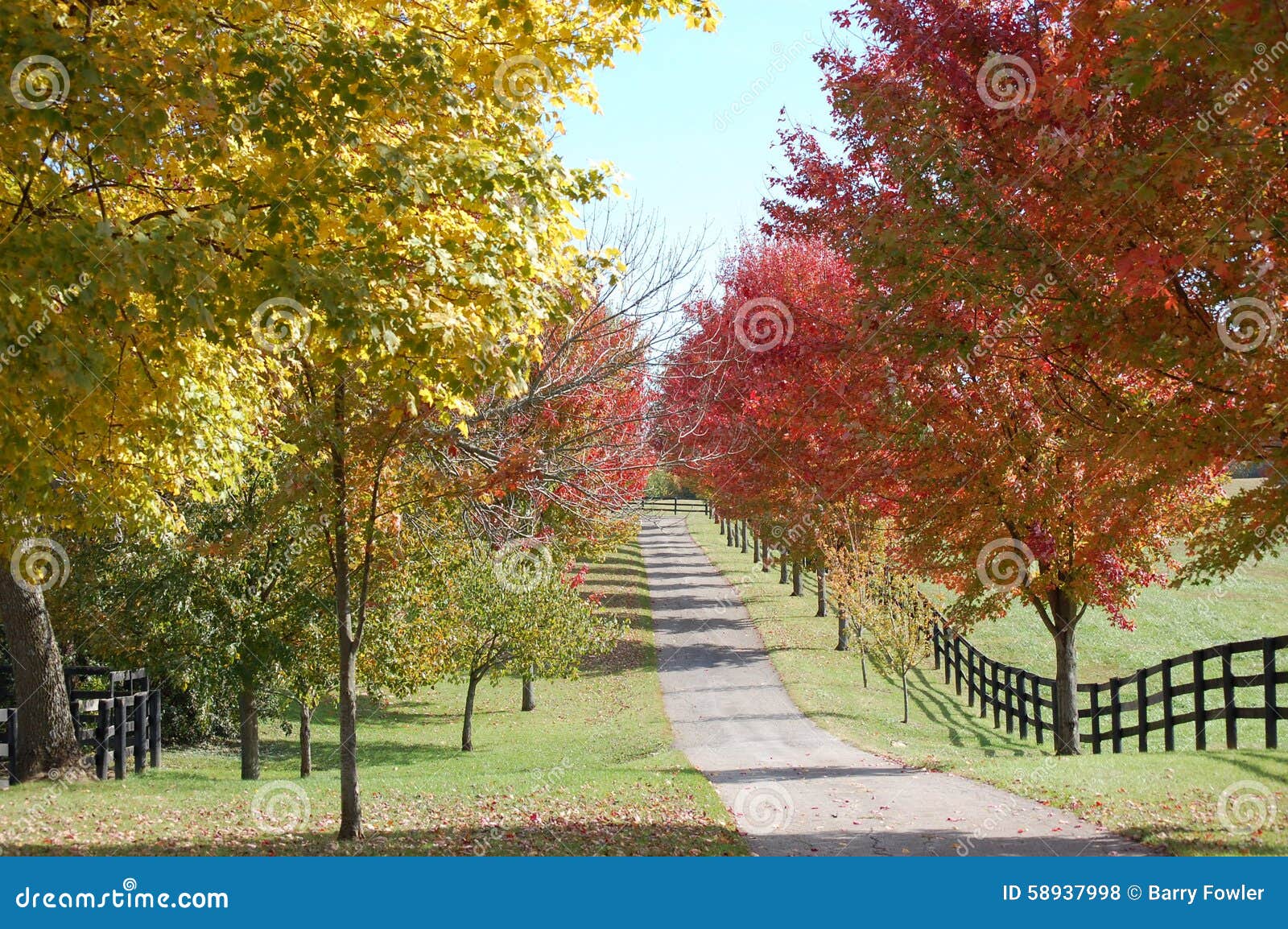 Fall stock photo. Image of landscape, grass, yellow, deciduous - 58937998