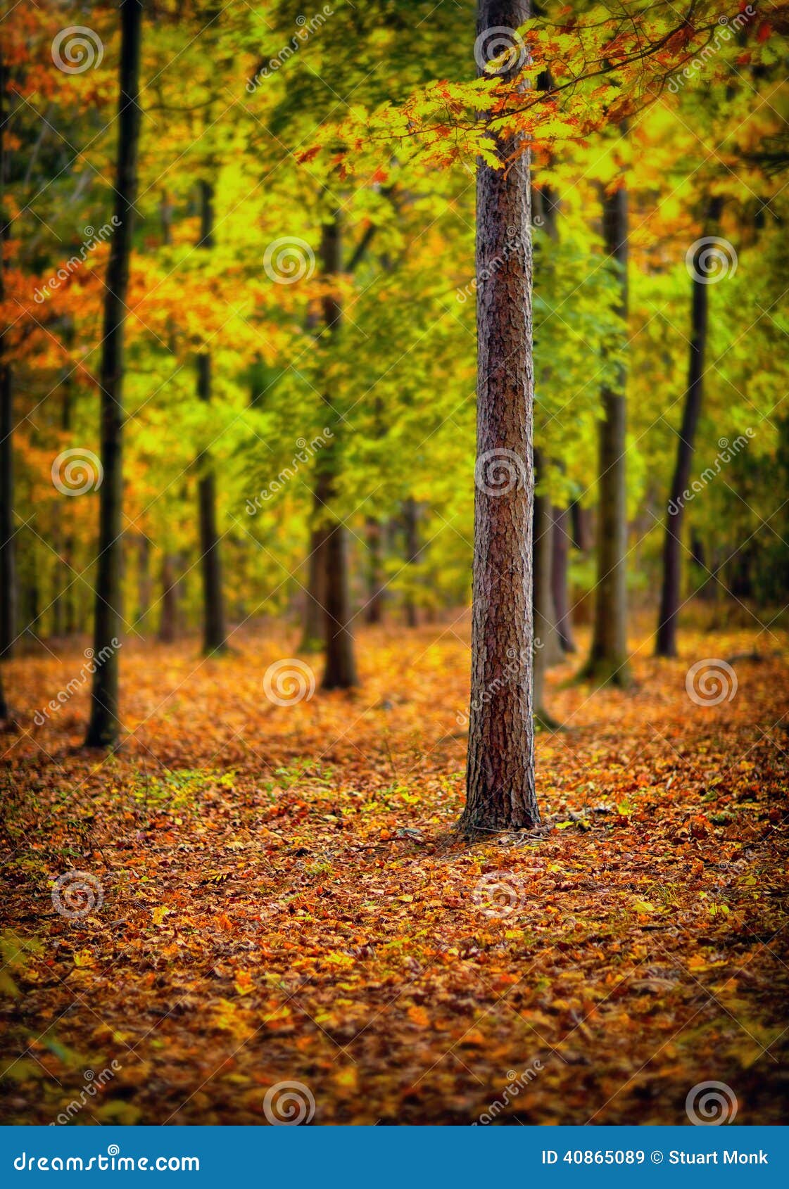 Fall tree stock image. Image of field, environment, leaf - 40865089