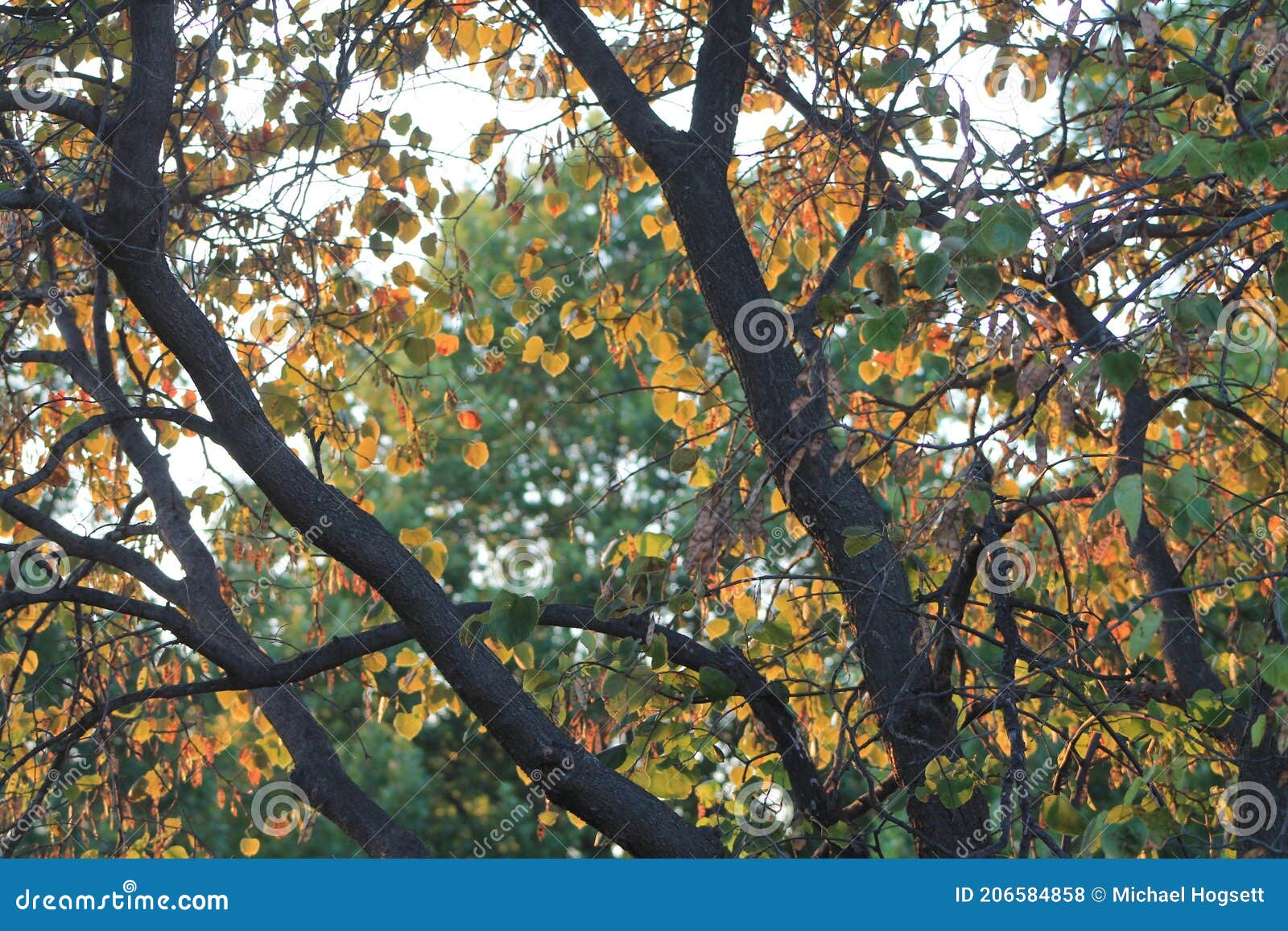 Fall Tree in Nature (Oklahoma) Stock Photo - Image of tree, trunk ...