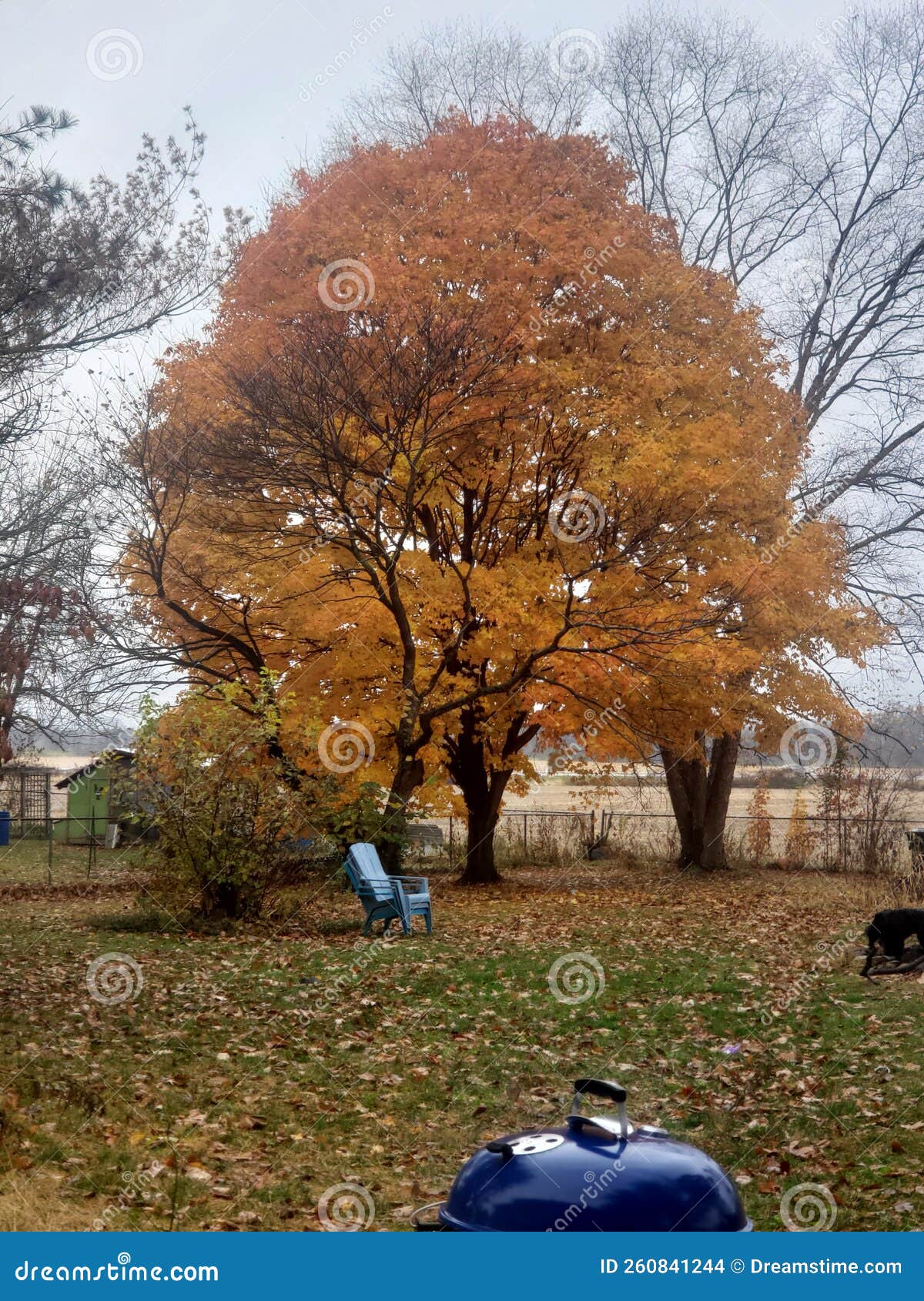 Fall tree stock photo. Image of tree, autumn, garden - 260841244