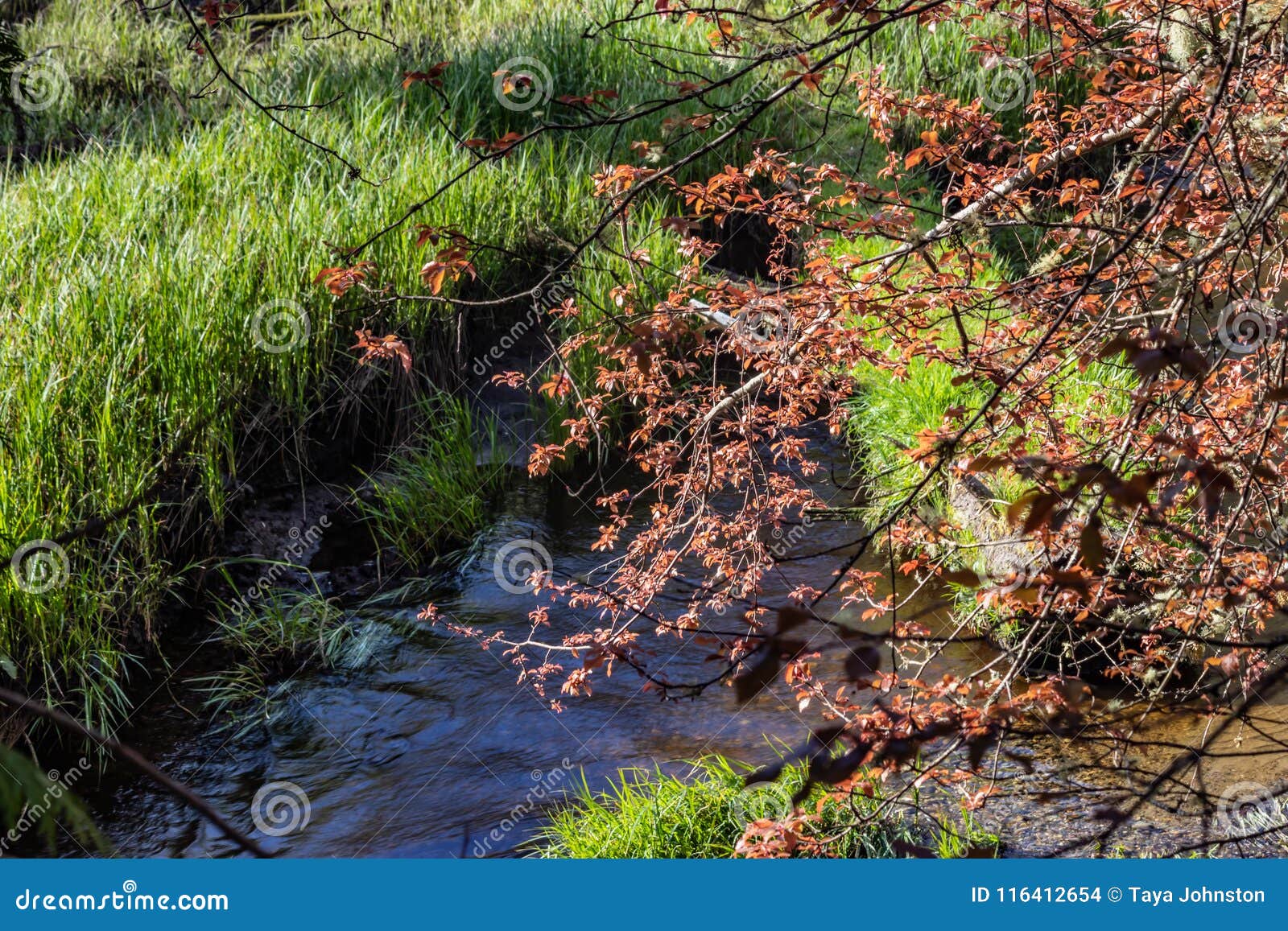 Fall tree over river stock photo. Image of colors, fall - 116412654