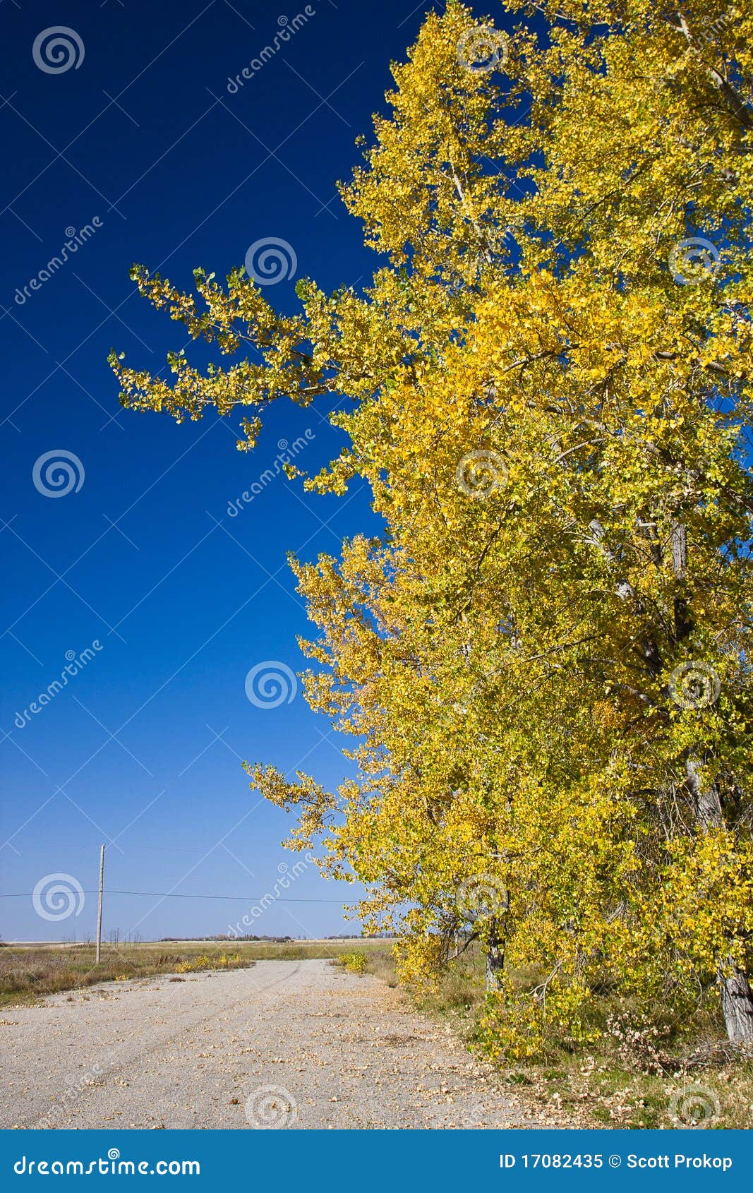 Fall Tree Over the Road stock image. Image of leaf, road - 17082435