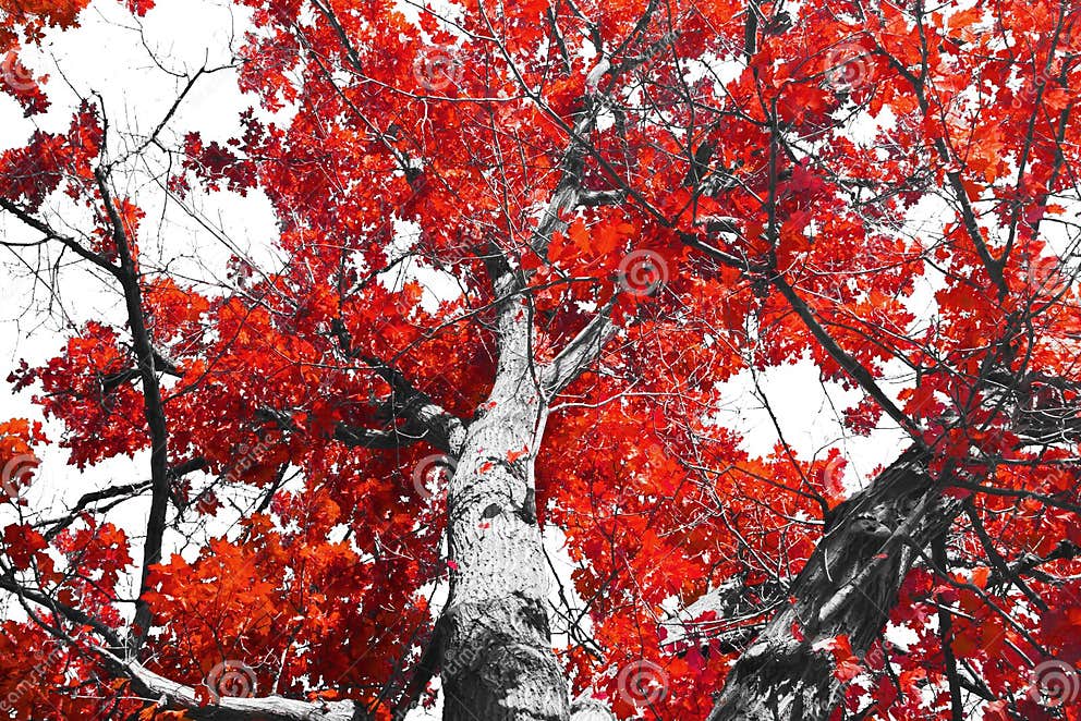 Fall Tree with Red Leaves and Black Branches Against a White Background ...