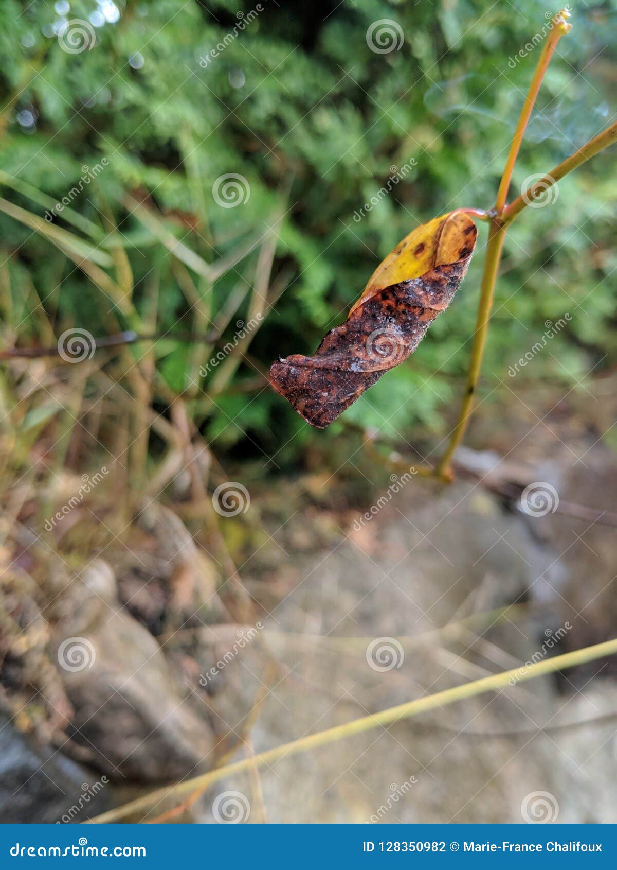 Fall Tree Season Change Nature Stock Photo - Image of change, season ...