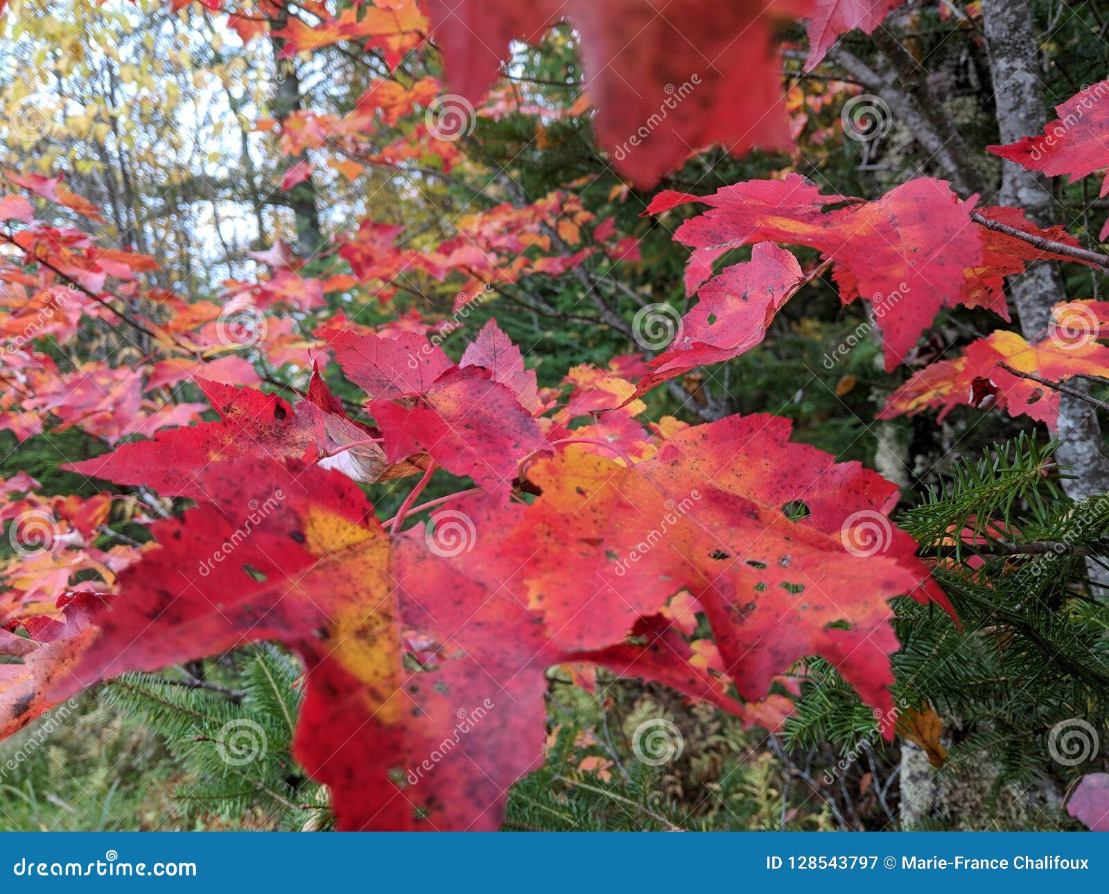 Fall Tree Season Change Nature Stock Image - Image of tree, nature ...
