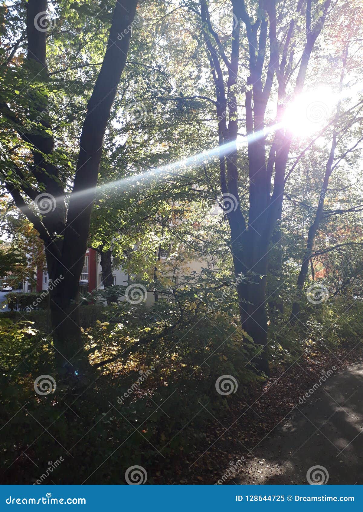 Fall tree Sun stock image. Image of afternoon, autumn - 128644725