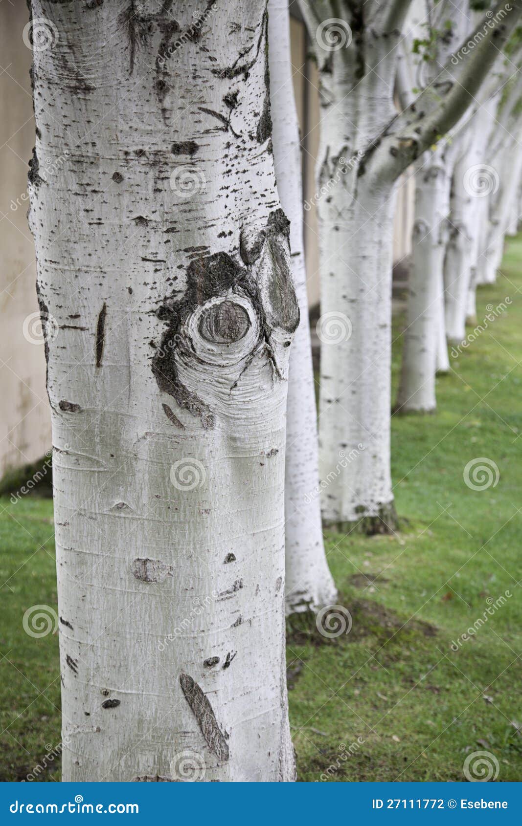 Fall tree trunks stock photo. Image of harvest, forest - 27111772