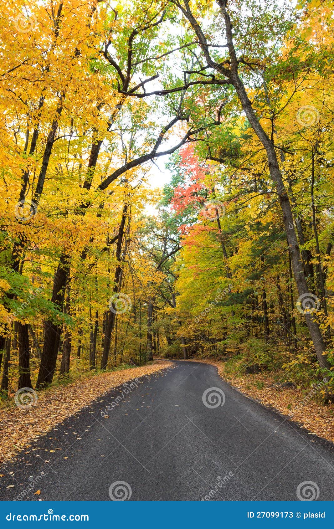 Fall tree tunnel stock image. Image of green, peaceful - 27099173