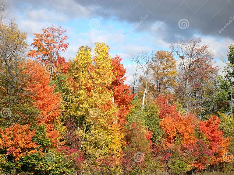 Fall Trees stock image. Image of colors, nature, leaves - 619515