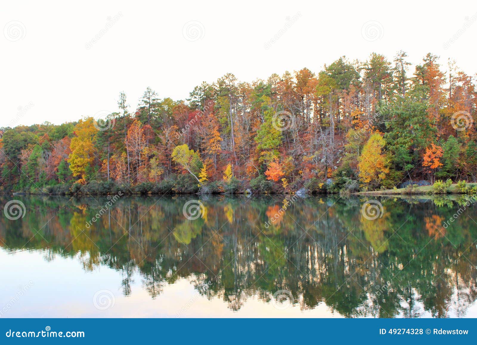 Fall Trees along a lake stock photo. Image of trees, geen - 49274328