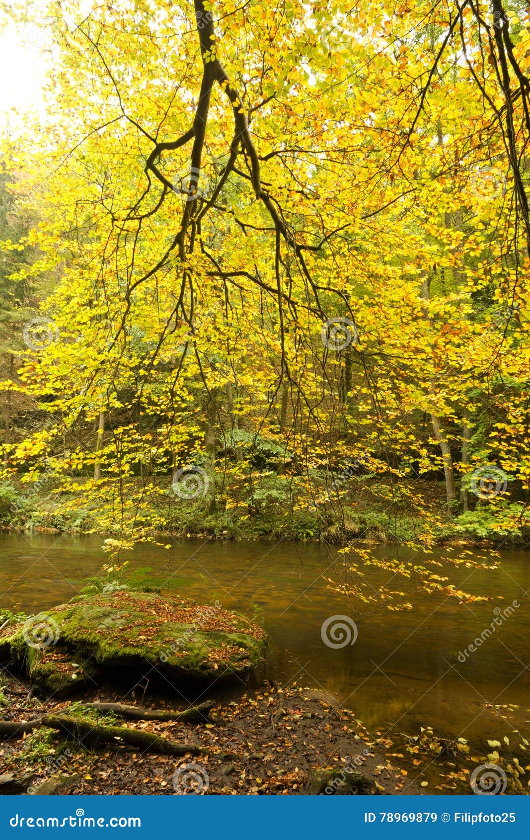 Fall trees along river stock image. Image of daylight - 78969879