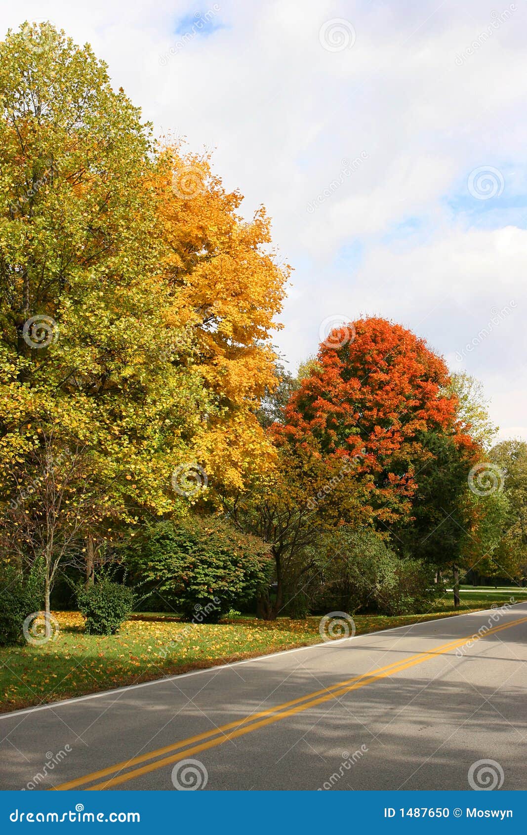 Fall trees along a road stock photo. Image of grass, earth - 1487650