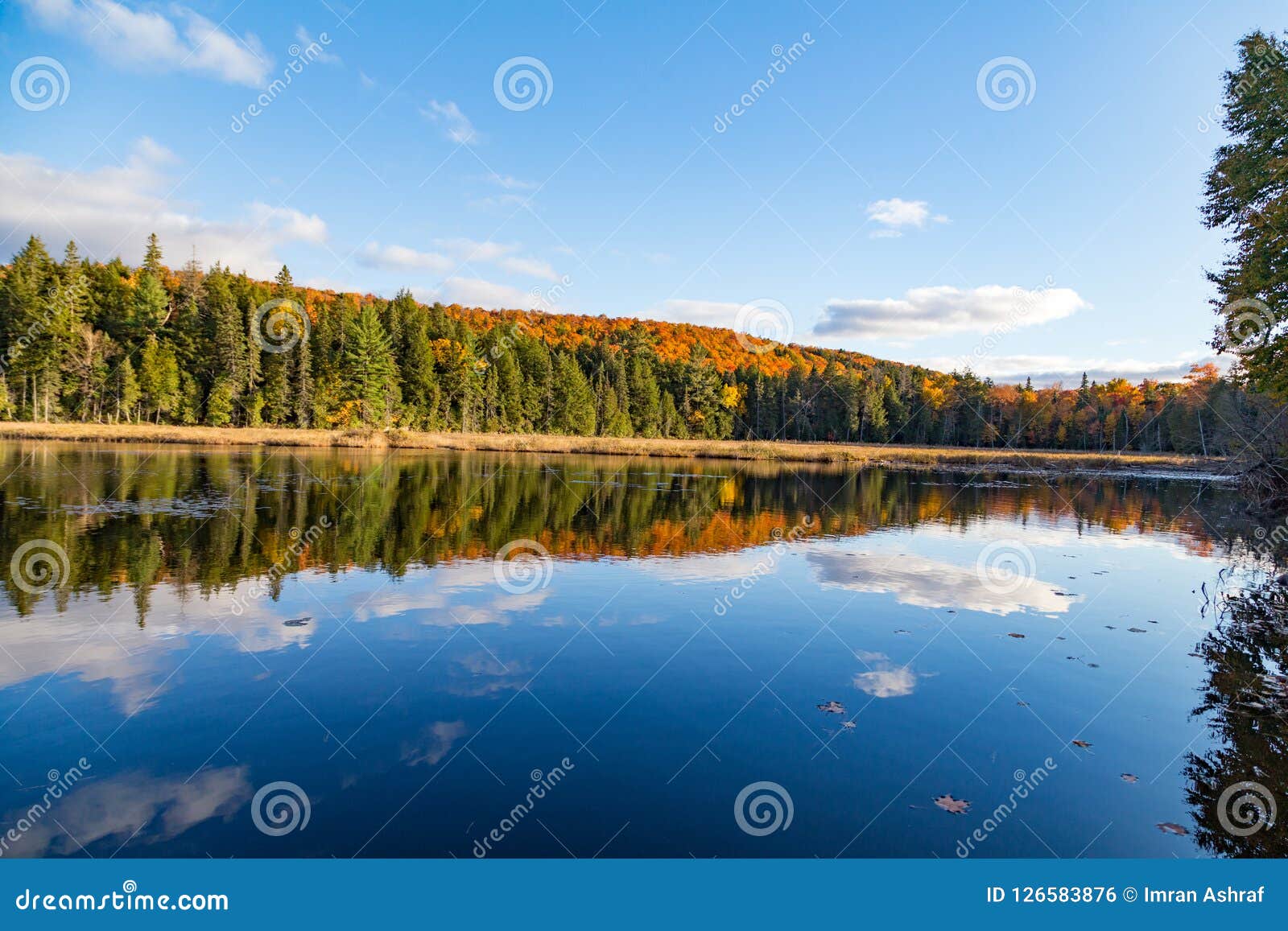 Fall Trees in Fall in Algonquin Stock Photo - Image of natural ...